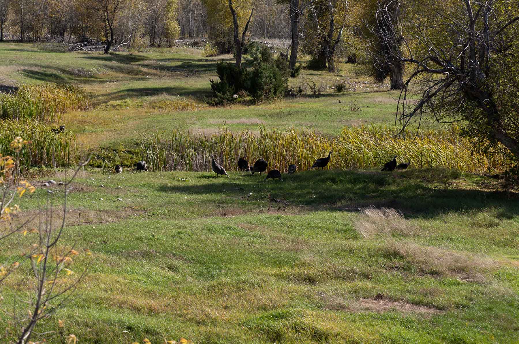 Beartooth Ranch - Sold - Montana - Hall and Hall