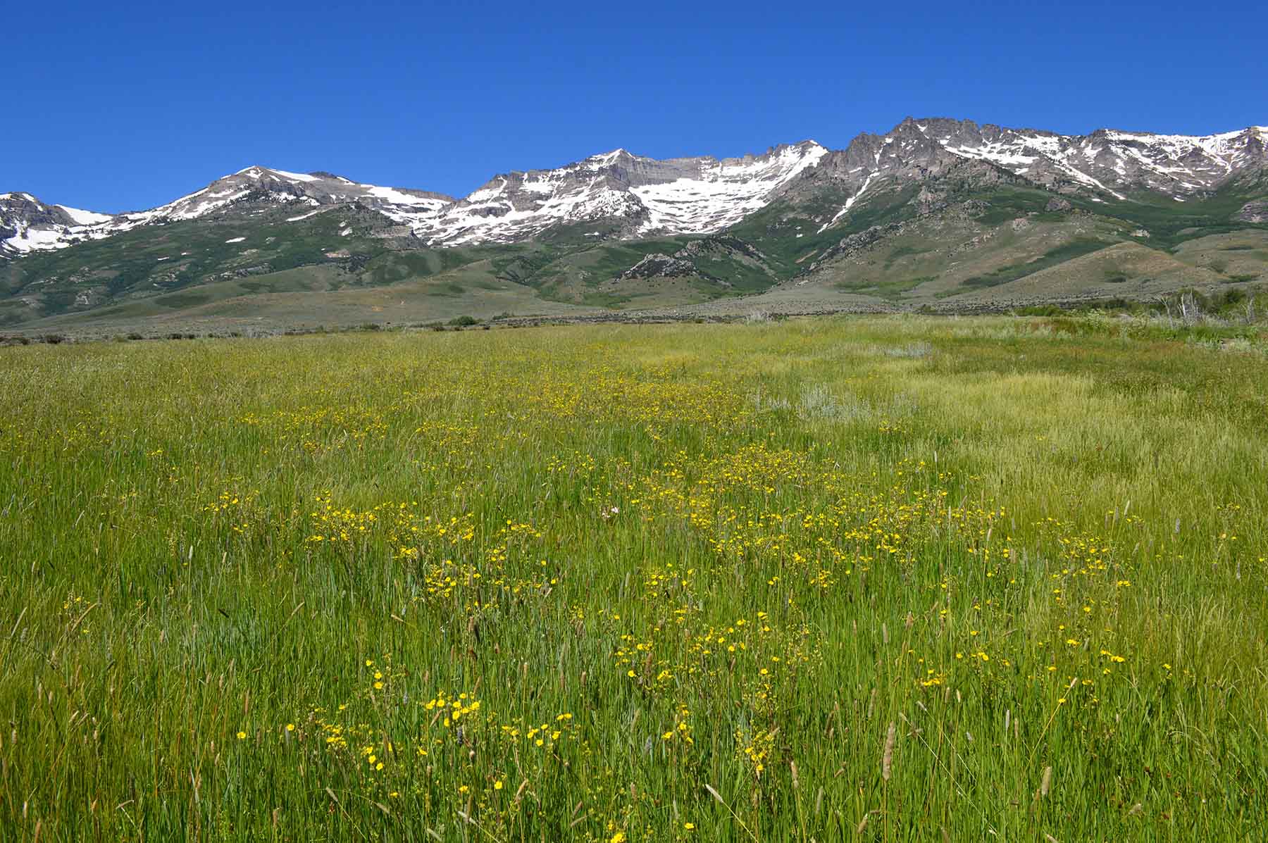 Clover Valley Ranch - Sold - Nevada - Hall and Hall