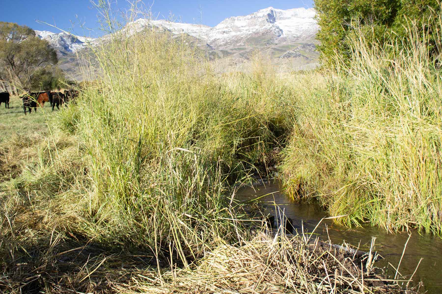 Clover Valley Ranch - Sold - Nevada - Hall and Hall