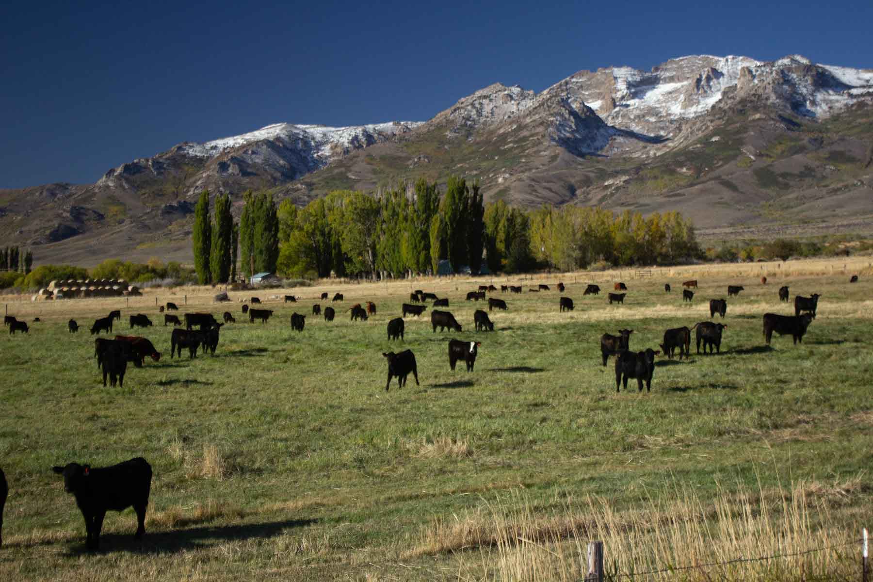 Clover Valley Ranch - Sold - Nevada - Hall and Hall