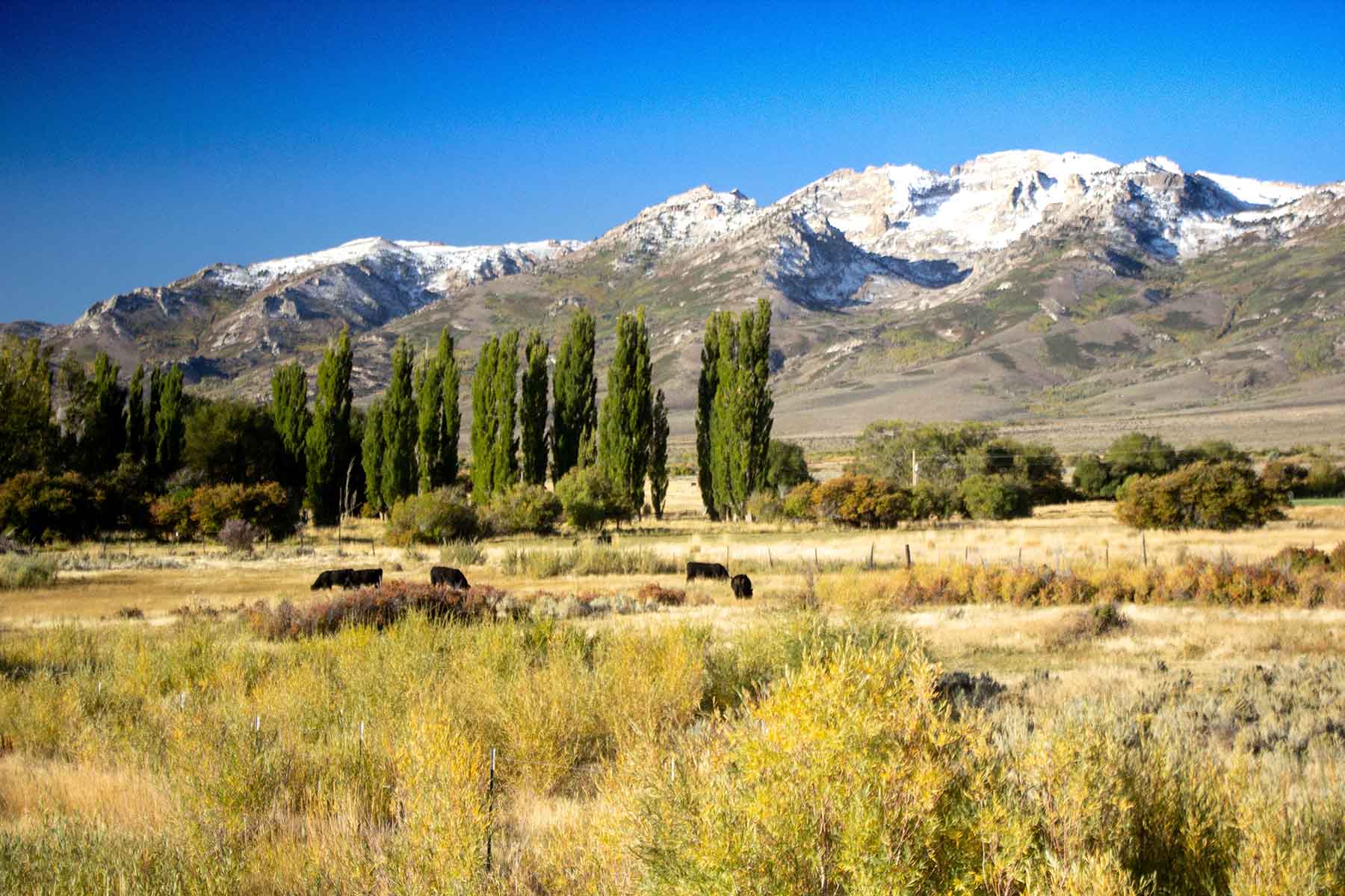 Clover Valley Ranch - Sold - Nevada - Hall and Hall