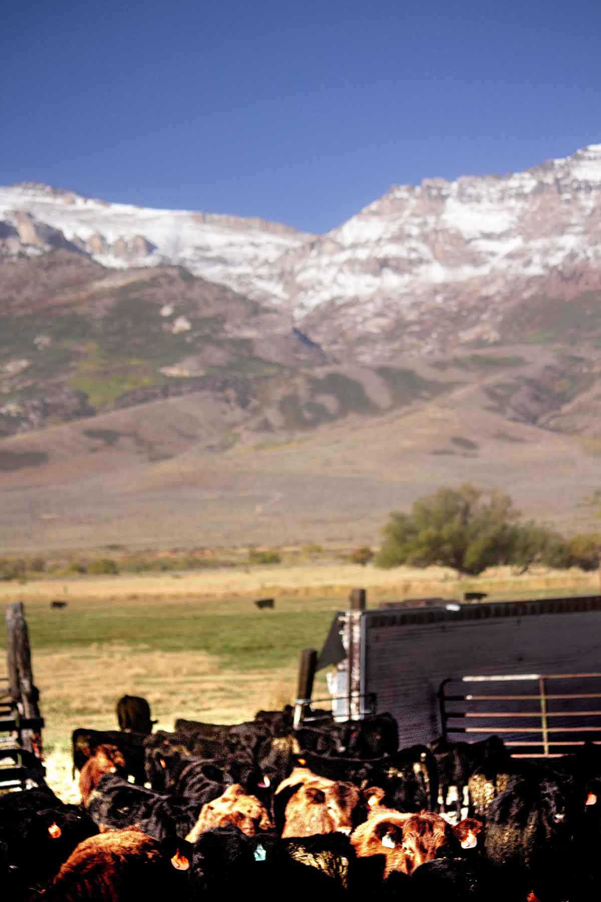 Clover Valley Ranch - Sold - Nevada - Hall and Hall