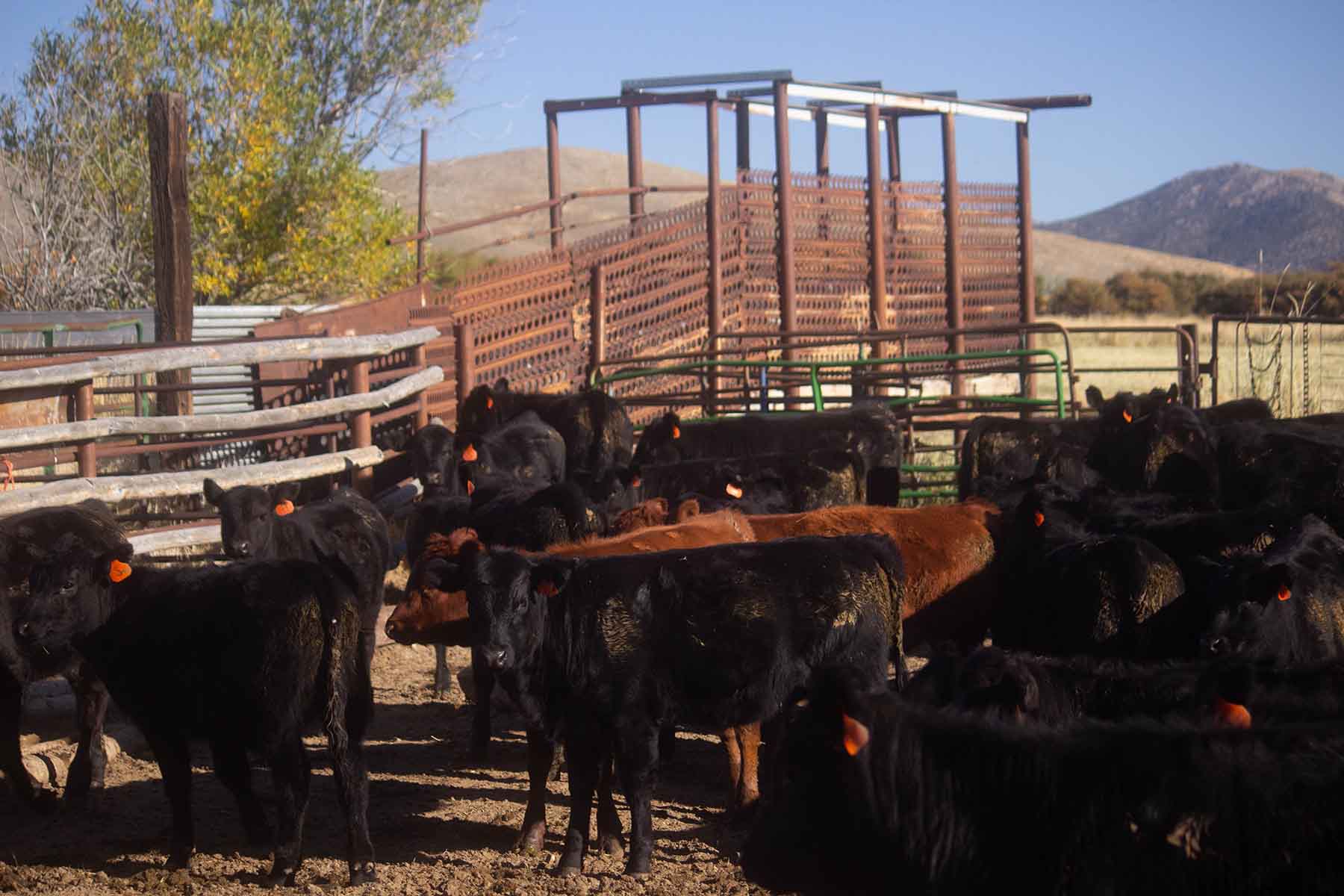 Clover Valley Ranch - Sold - Nevada - Hall and Hall