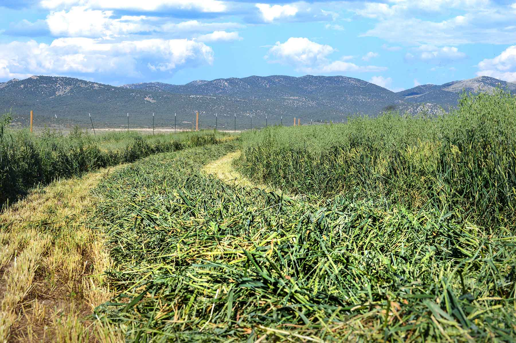 Clover Valley Ranch - Sold - Nevada - Hall and Hall