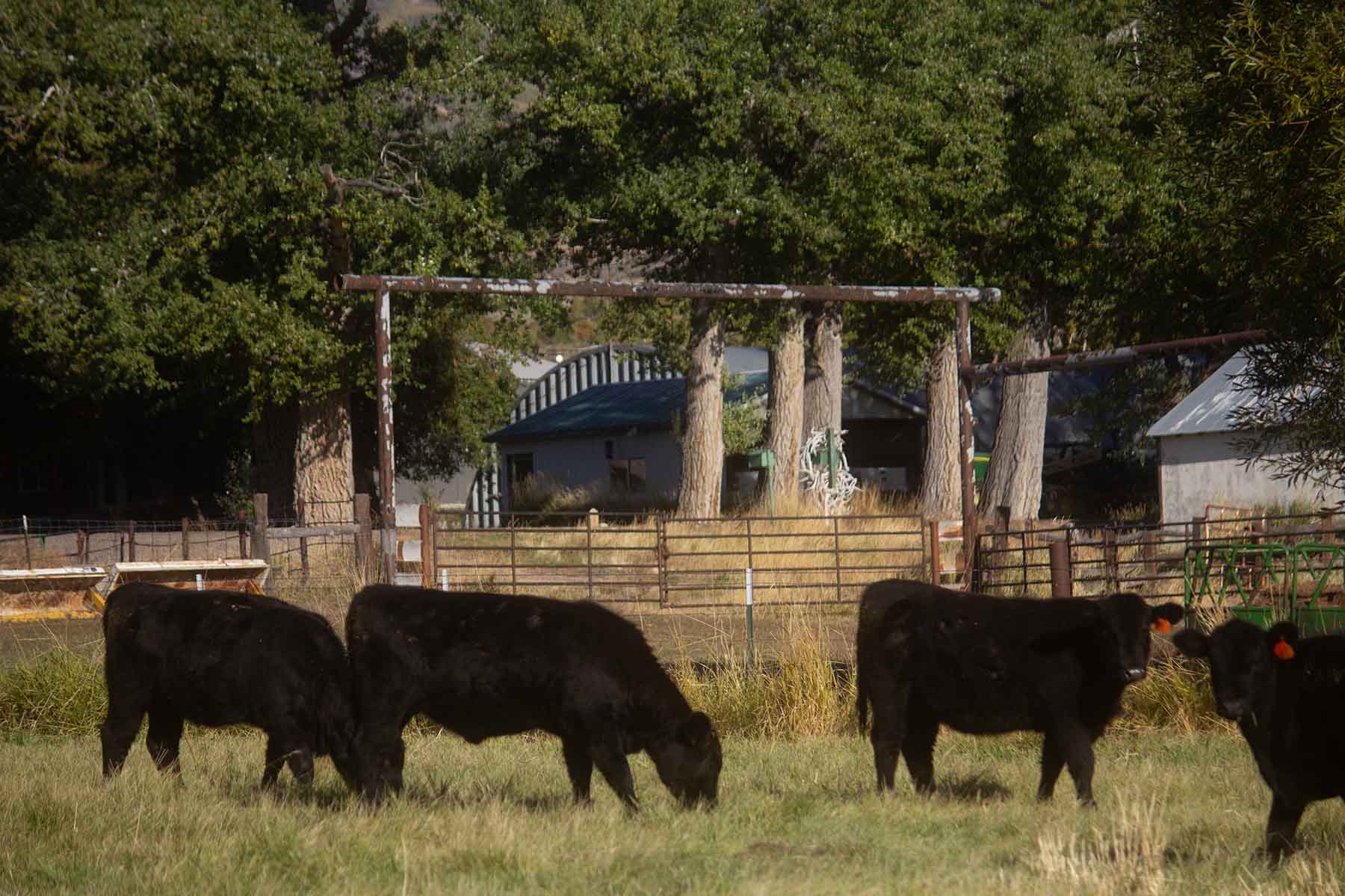 Clover Valley Ranch - Sold - Nevada - Hall and Hall