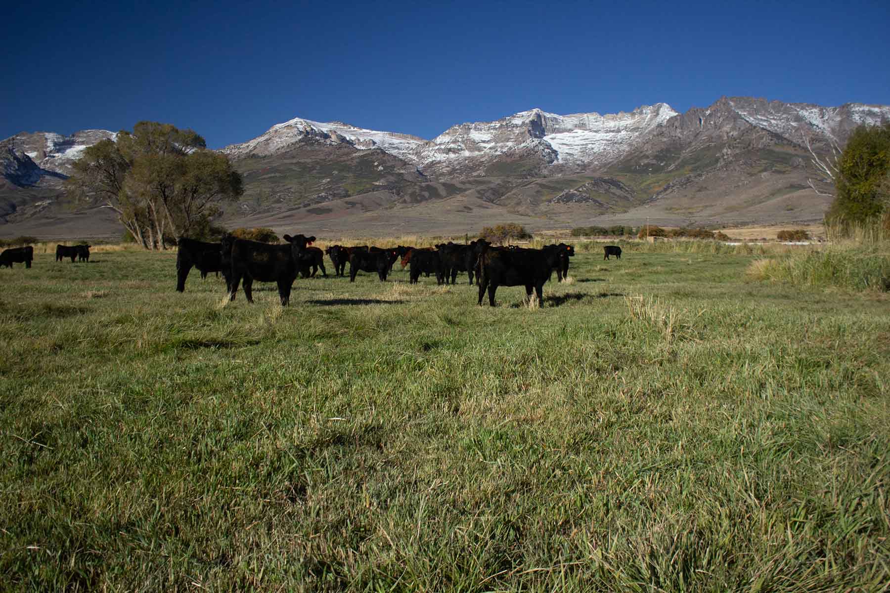 Clover Valley Ranch - Sold - Nevada - Hall and Hall