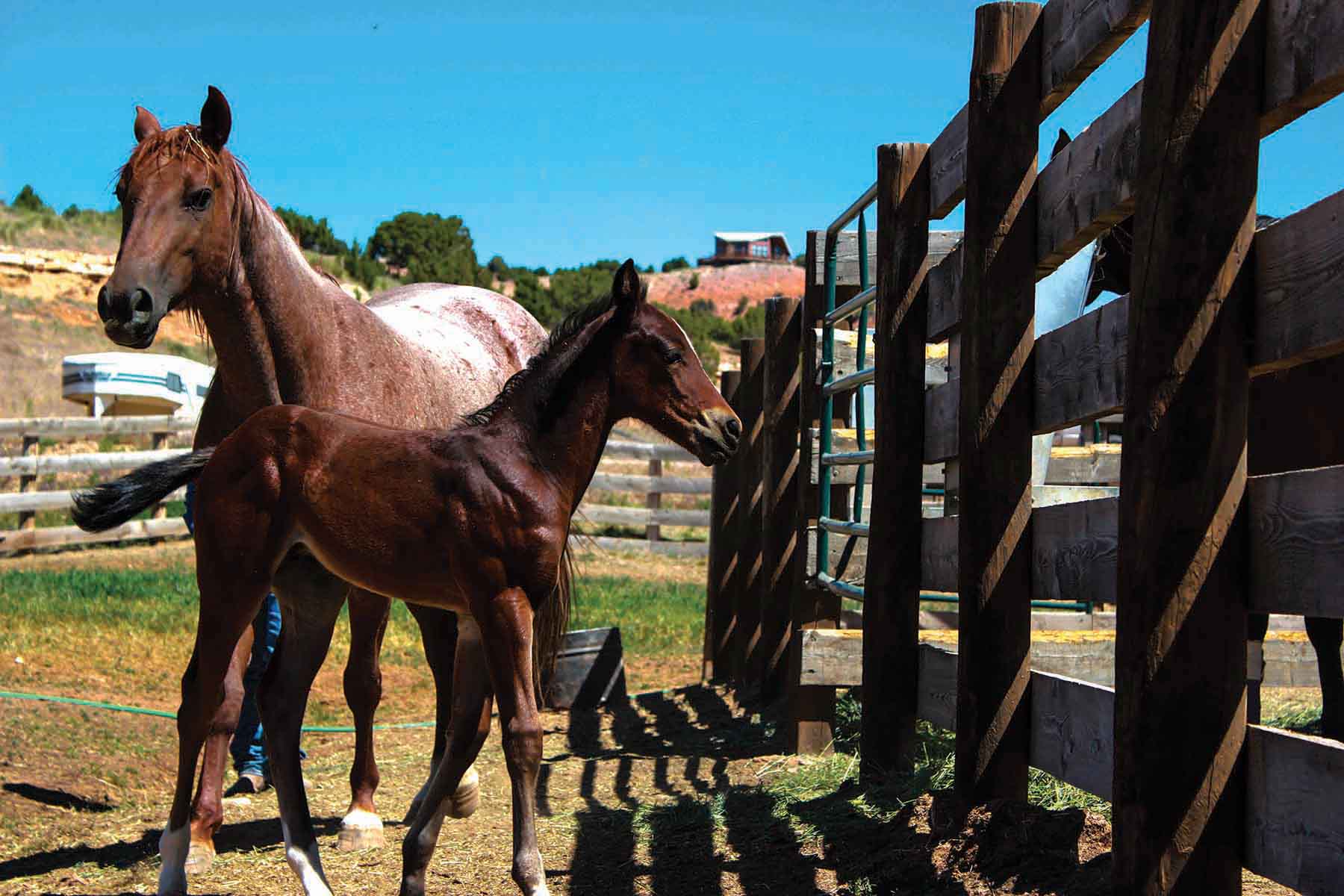 Red Reflet Ranch - Sold - Wyoming - Hall and Hall