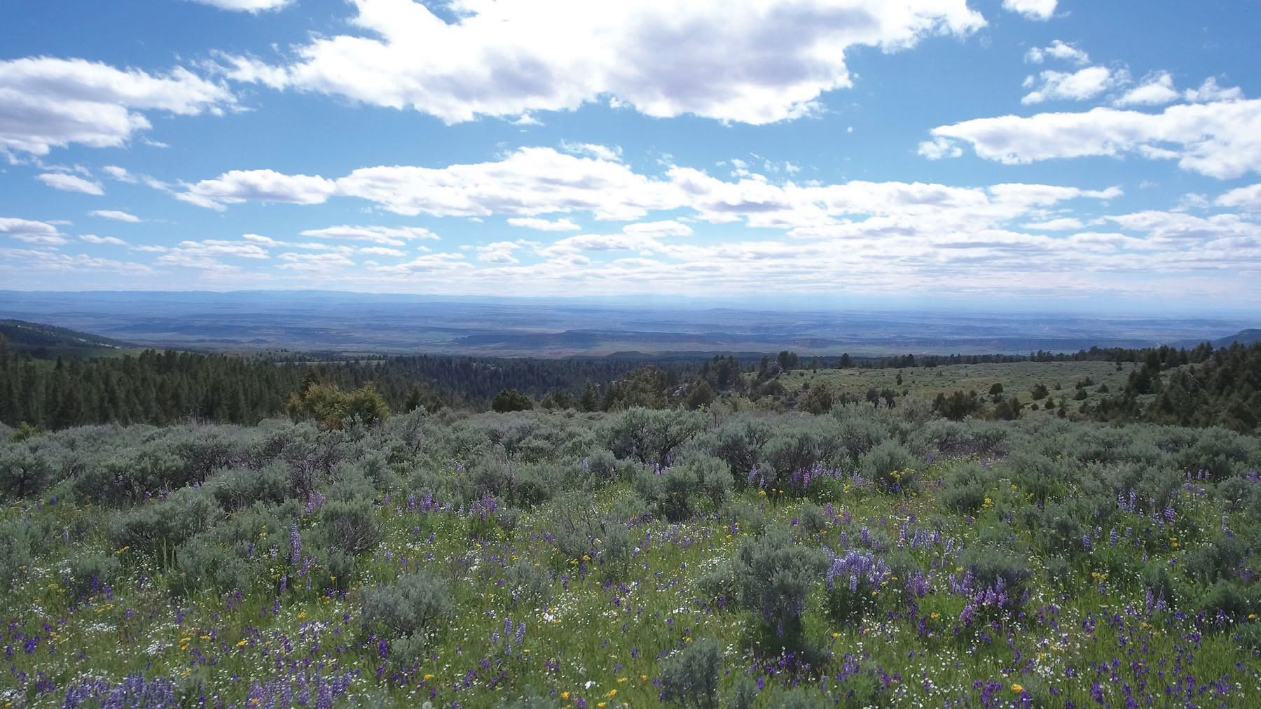 Red Reflet Ranch - Sold - Wyoming - Hall and Hall