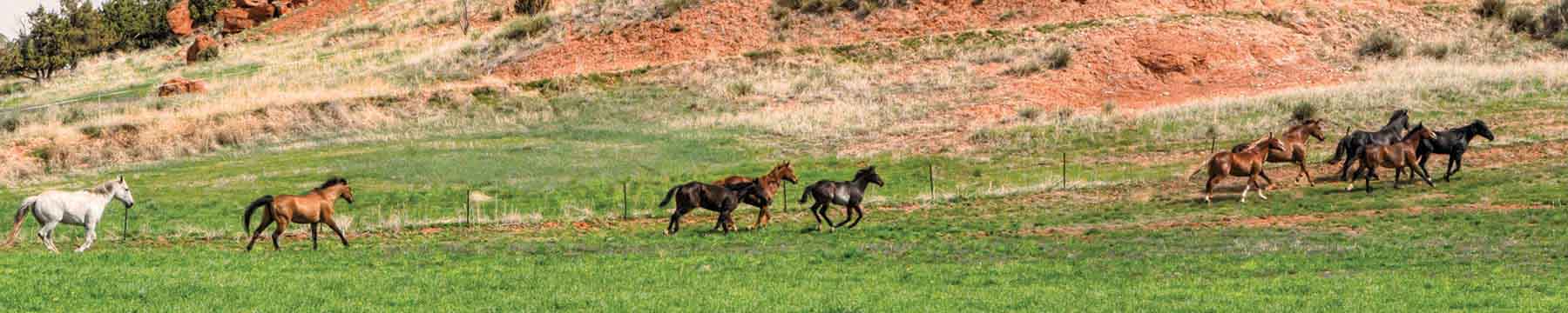 Red Reflet Ranch - Sold - Wyoming - Hall and Hall