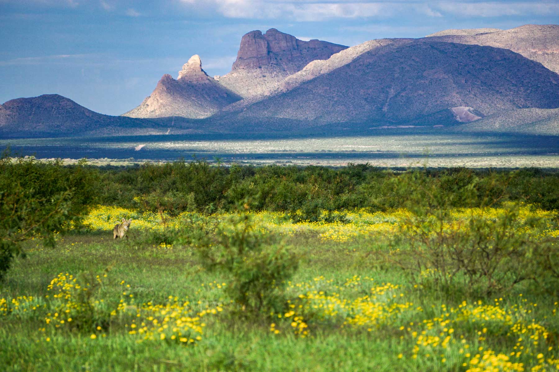 Wildhorse Ranch - Sold - Texas - Hall and Hall