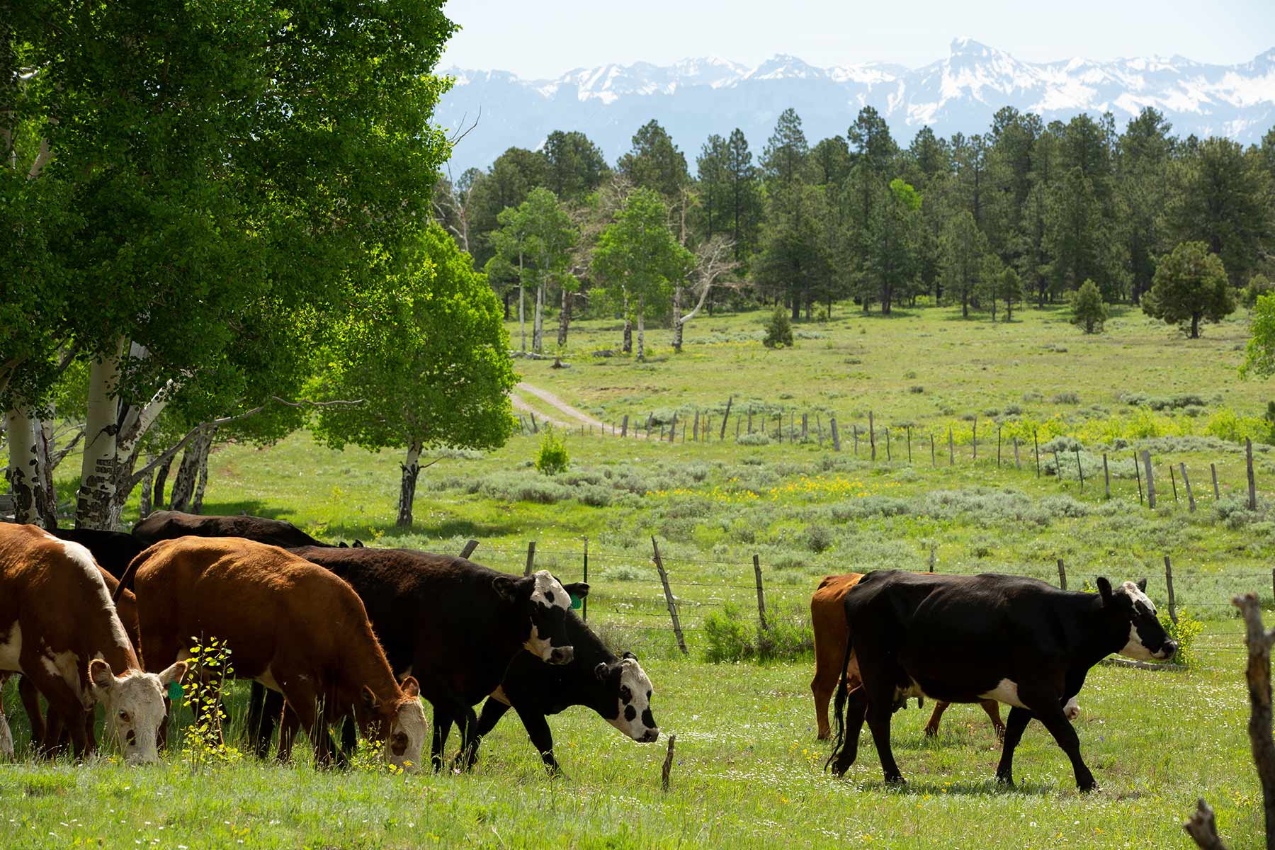 Centennial Ranch - Hall and Hall