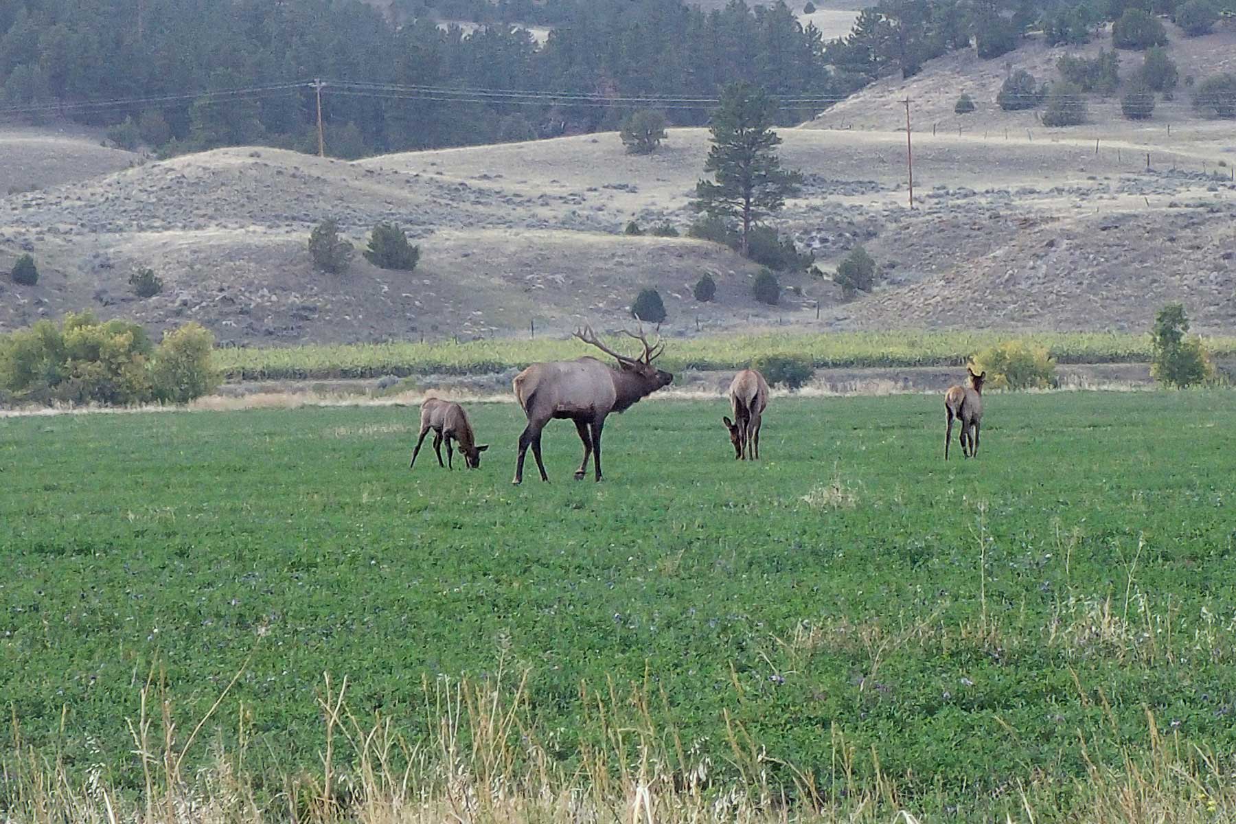Lazy XY Ranch - Sold - Montana - Hall and Hall