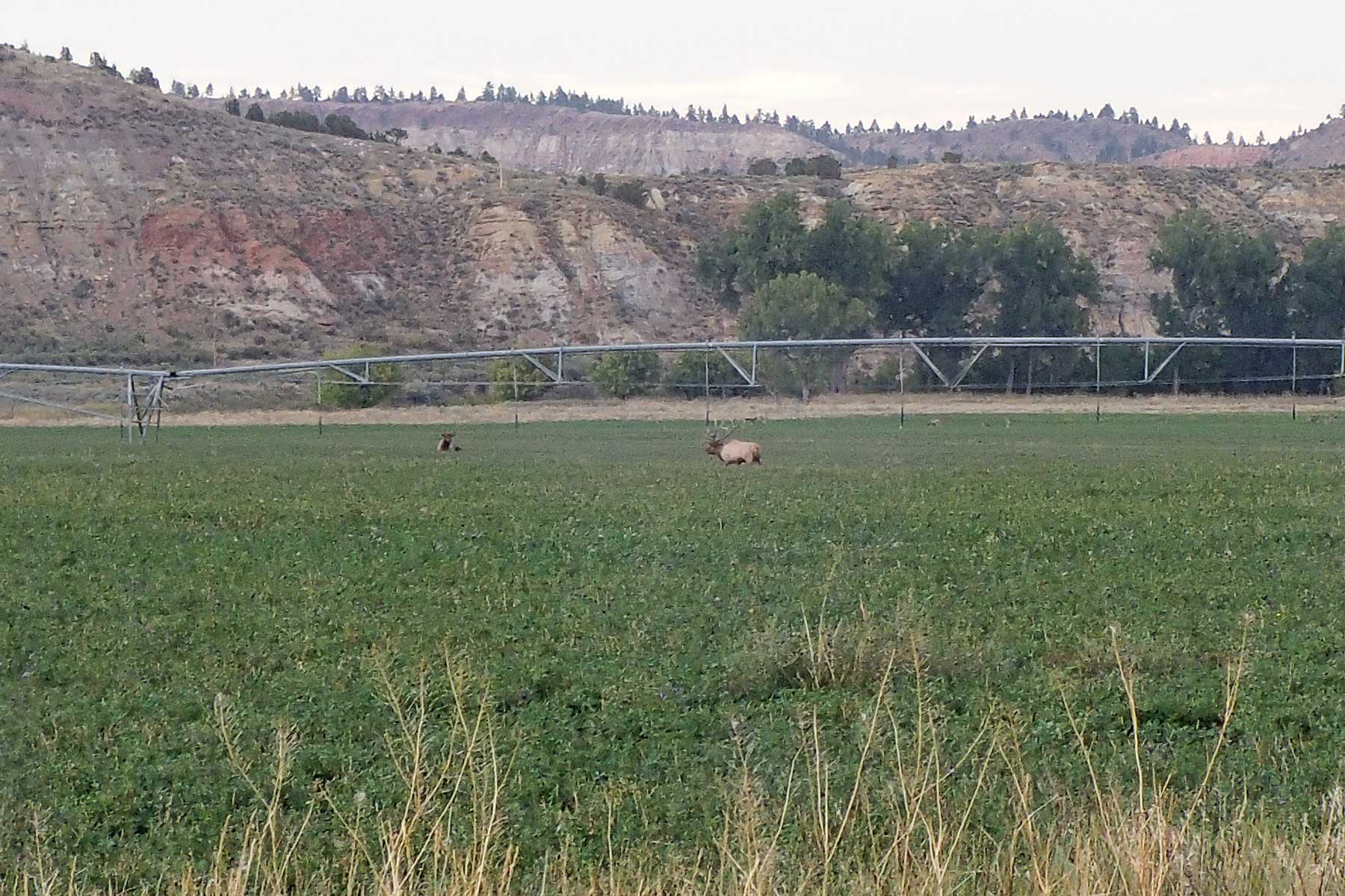 Lazy XY Ranch - Sold - Montana - Hall and Hall