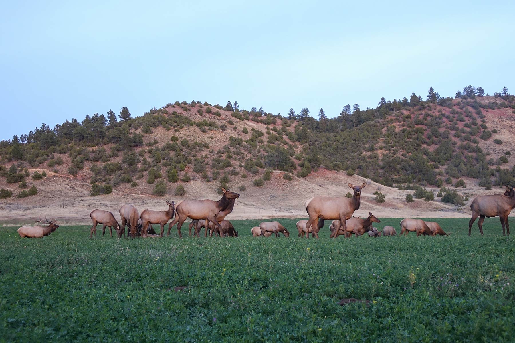 Lazy XY Ranch - Sold - Montana - Hall and Hall
