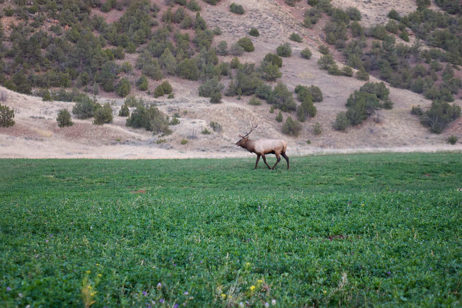 Lazy XY Ranch - Sold - Montana - Hall and Hall