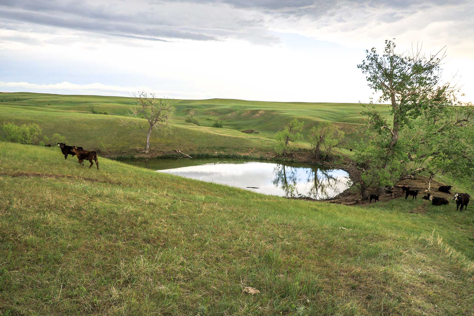 Cheyenne River Ranch - Sold - South Dakota - Hall and Hall