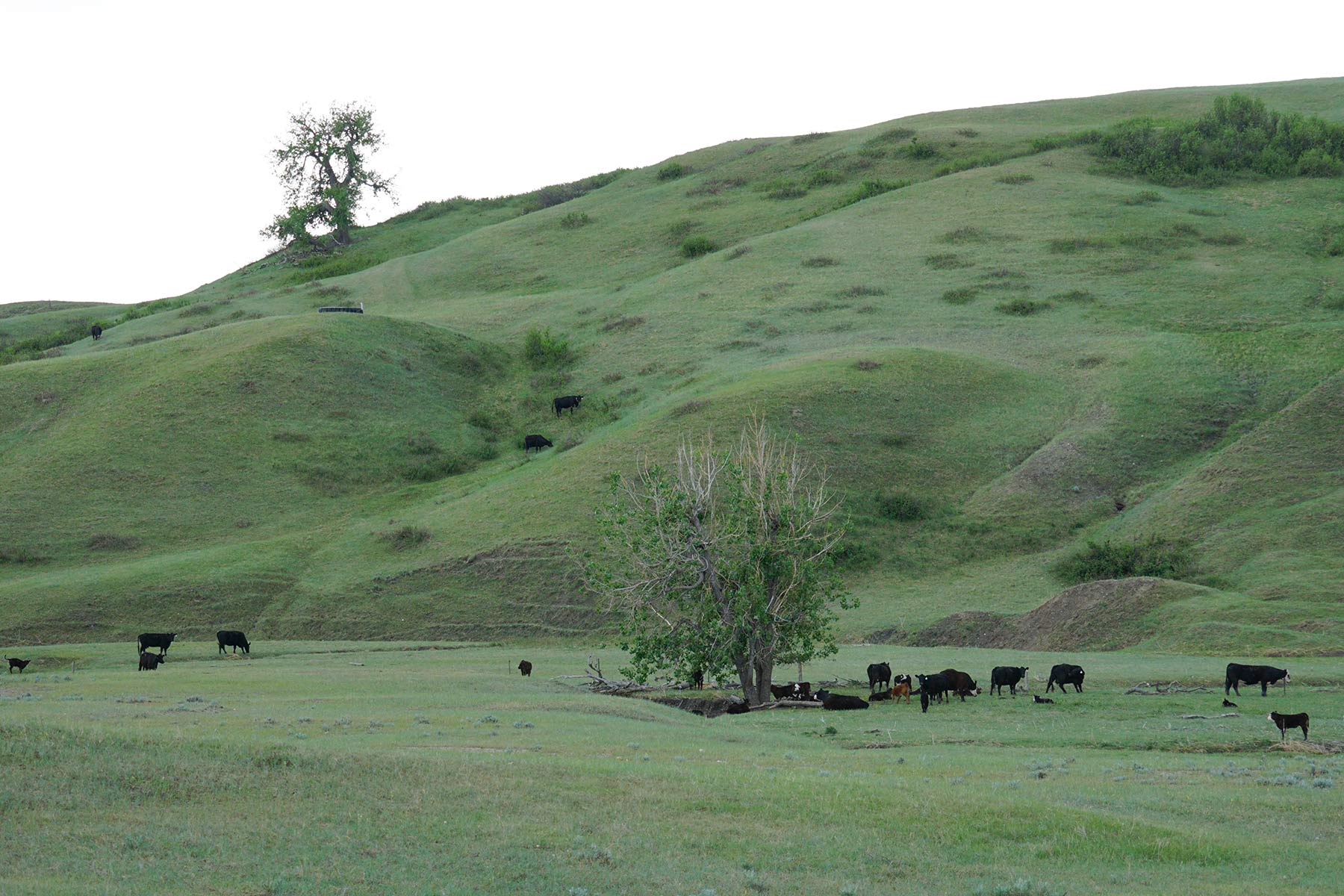 Cheyenne River Ranch - Sold - South Dakota - Hall and Hall