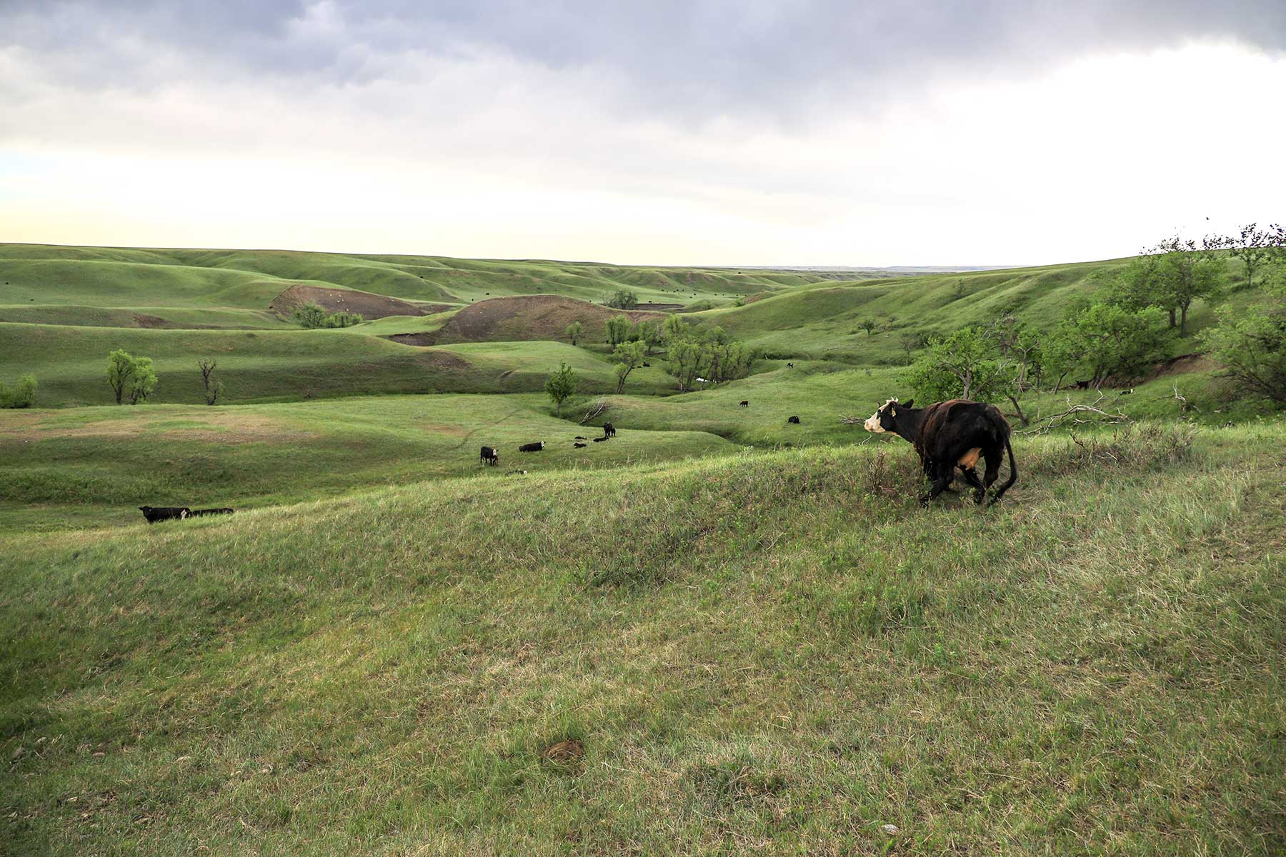 Cheyenne River Ranch - Sold - South Dakota - Hall and Hall