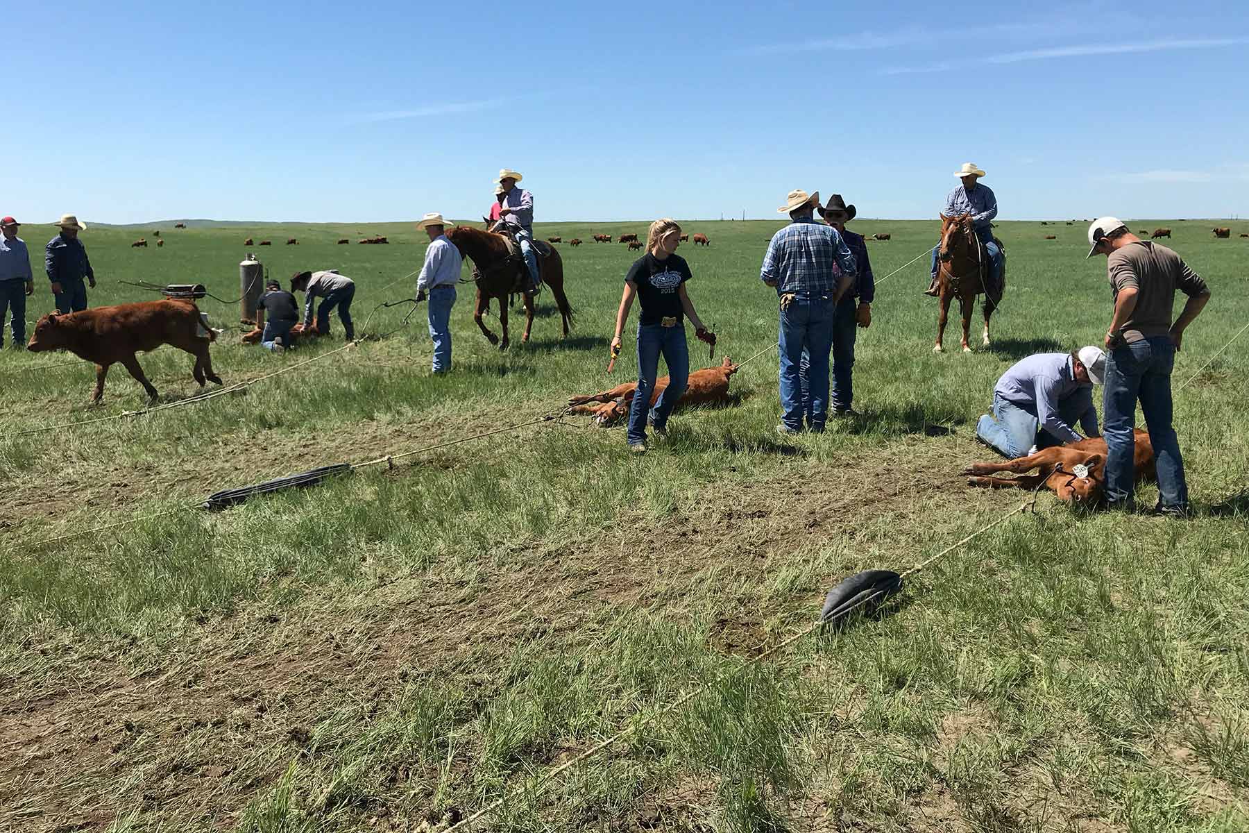 Cheyenne River Ranch - Hall and Hall