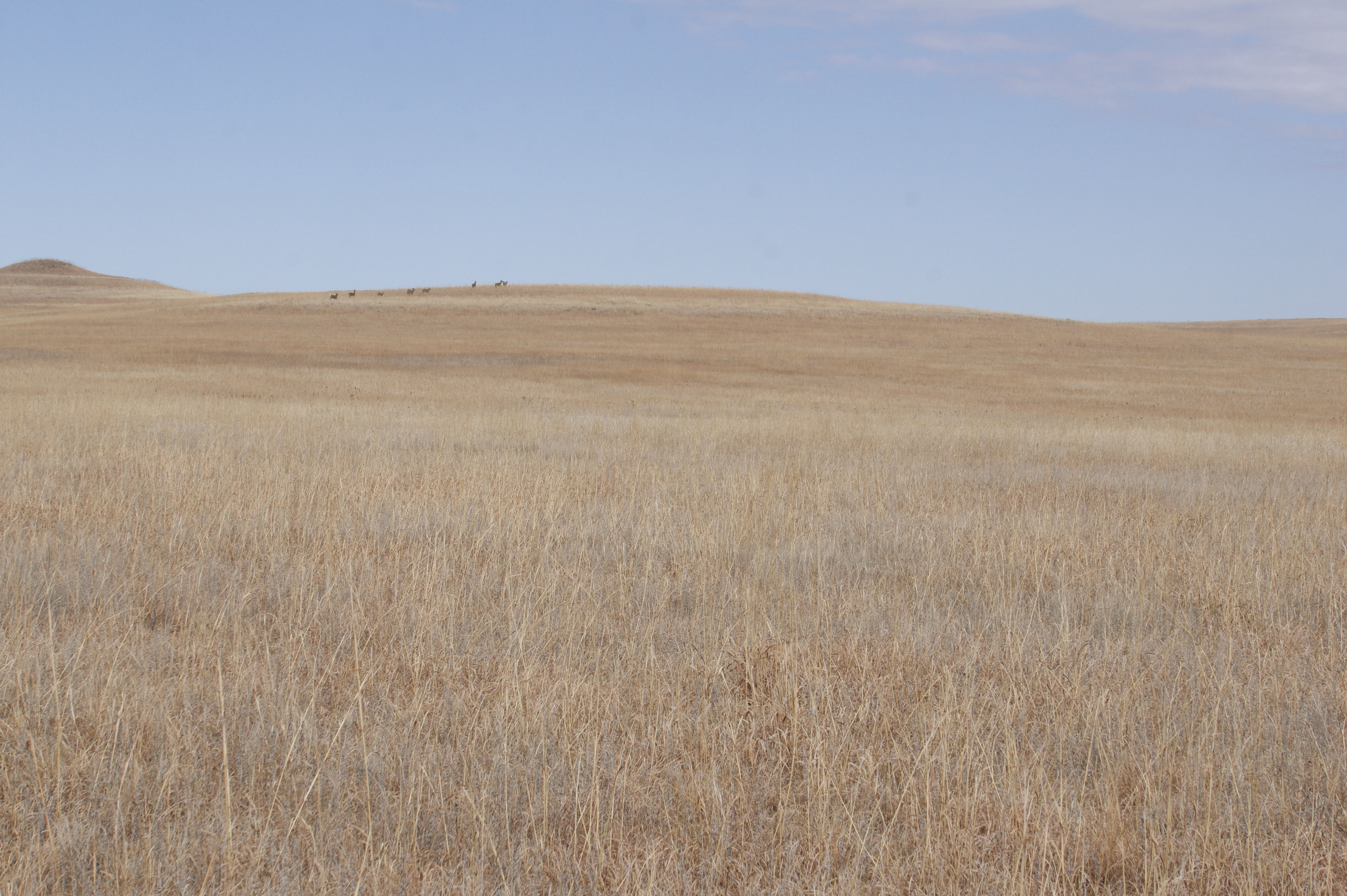 Cowan Farm & Ranch - Past Auction - Kansas - Hall and Hall