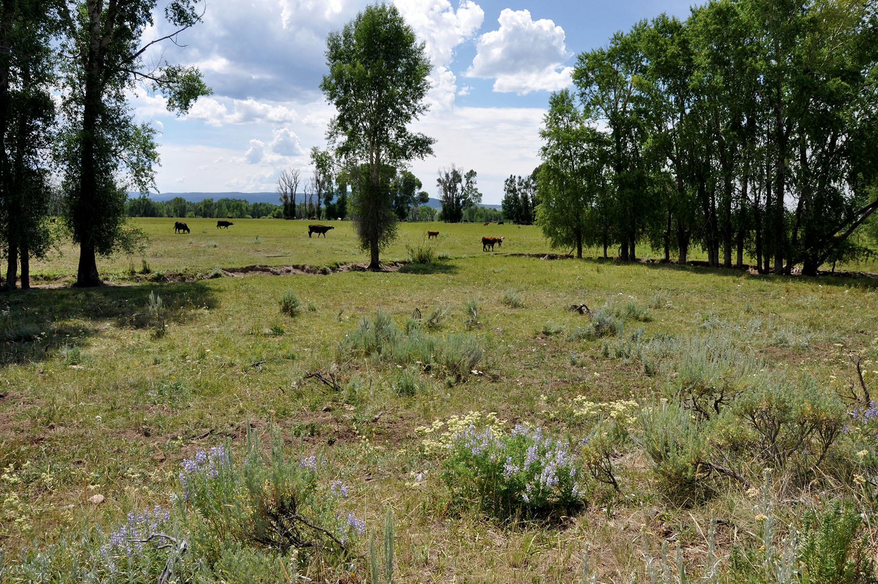 Teton Vistas Ranch - Sold - Idaho - Hall and Hall
