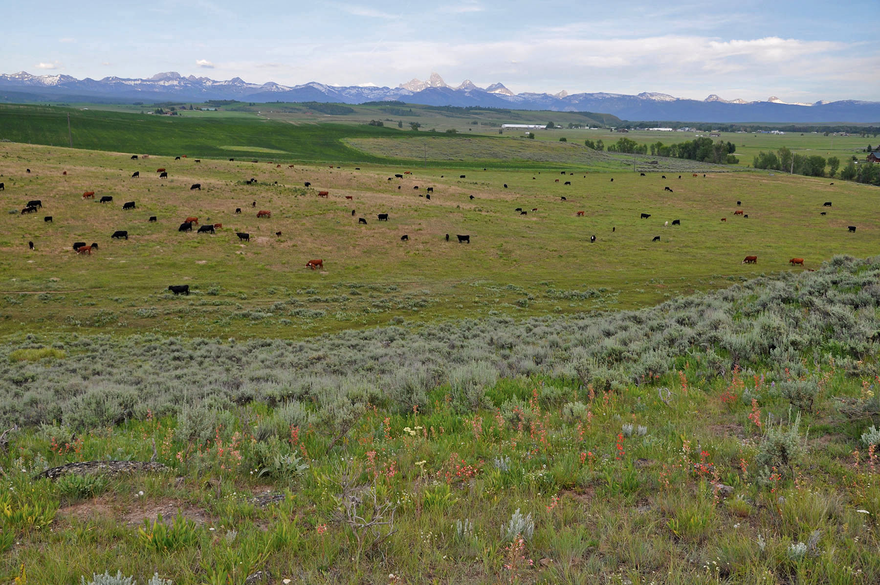 Teton Vistas Ranch - Sold - Idaho - Hall and Hall