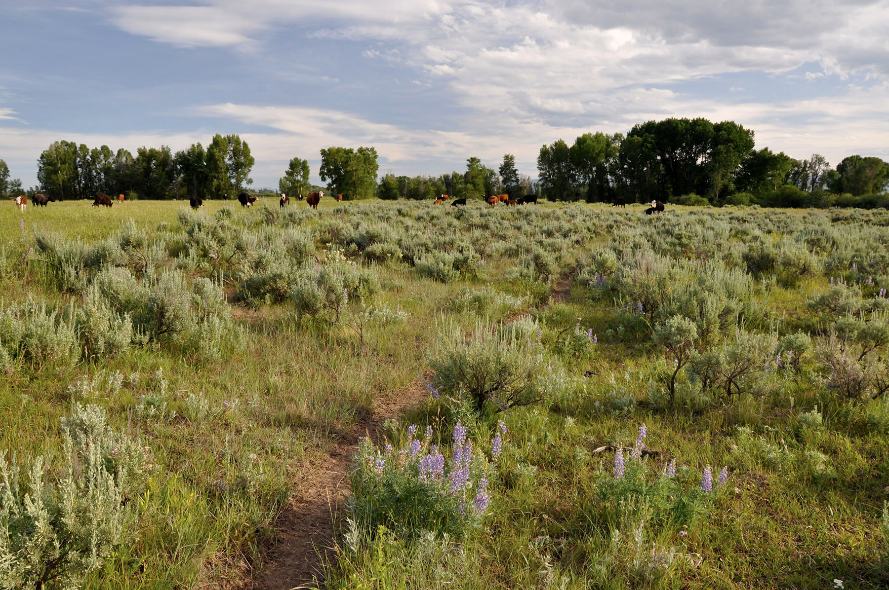 Teton Vistas Ranch - Sold - Idaho - Hall and Hall