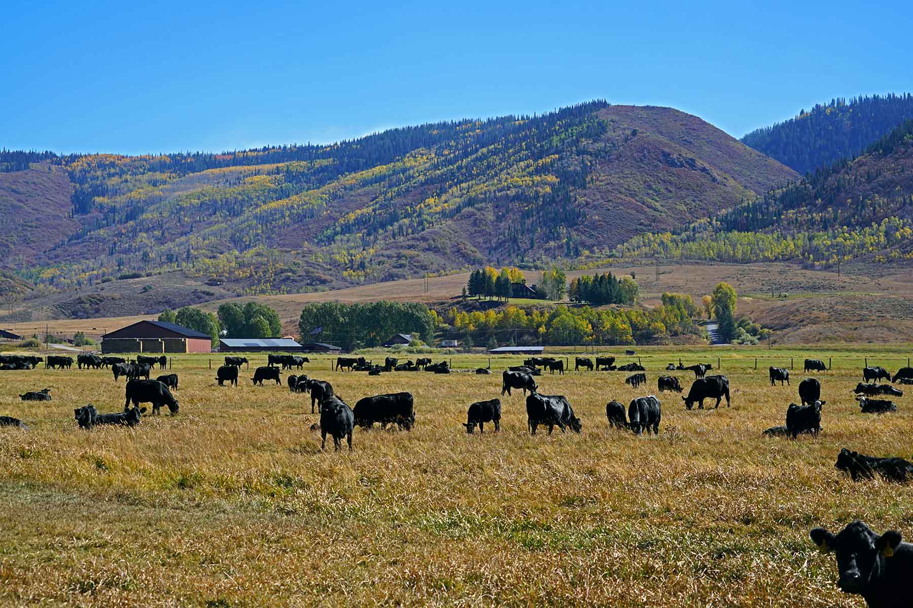 Rooney's Round Mountain Ranch - Sold - Colorado - Hall and Hall