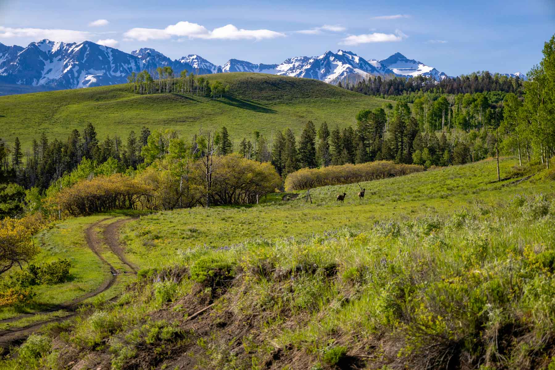 Homewood Ranch - For Sale - Colorado - Hall and Hall
