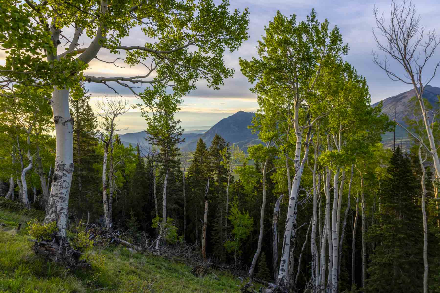 Homewood Ranch - For Sale - Colorado - Hall and Hall