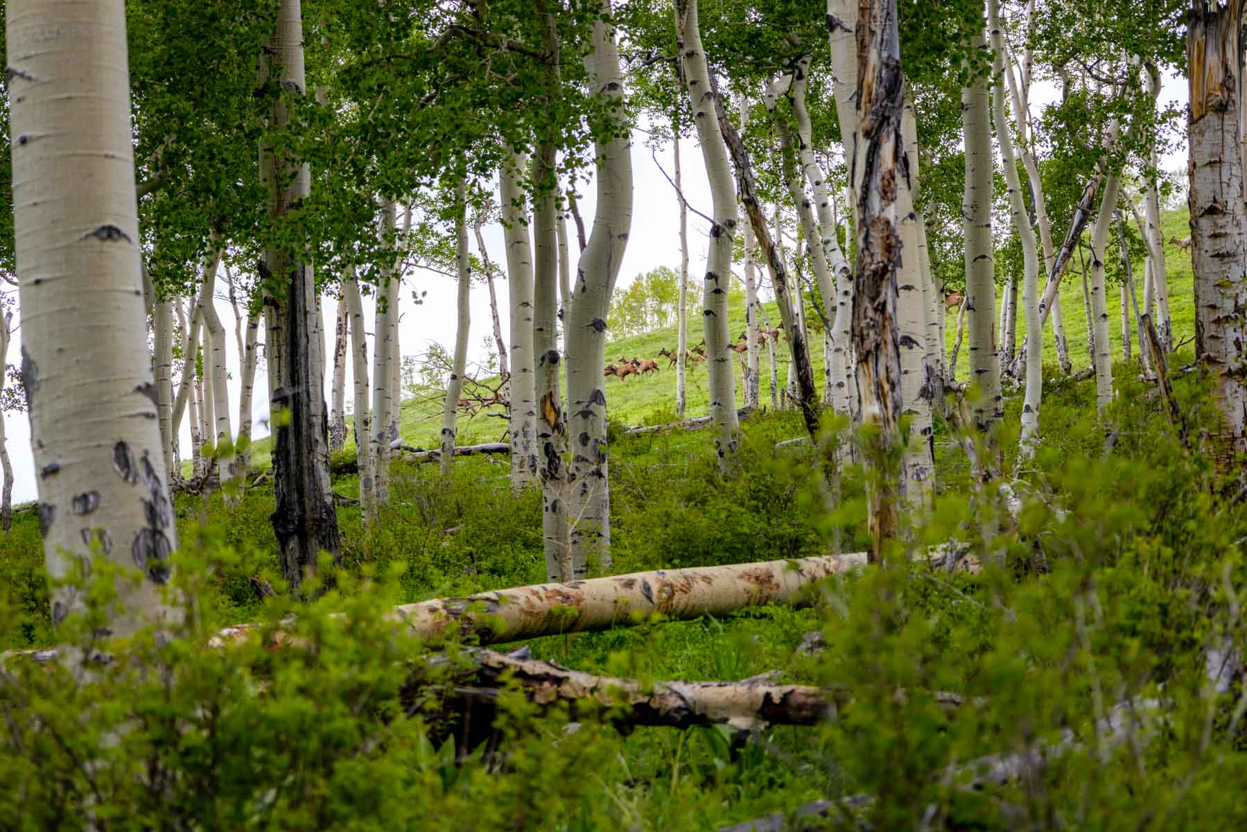 Homewood Ranch - For Sale - Colorado - Hall and Hall