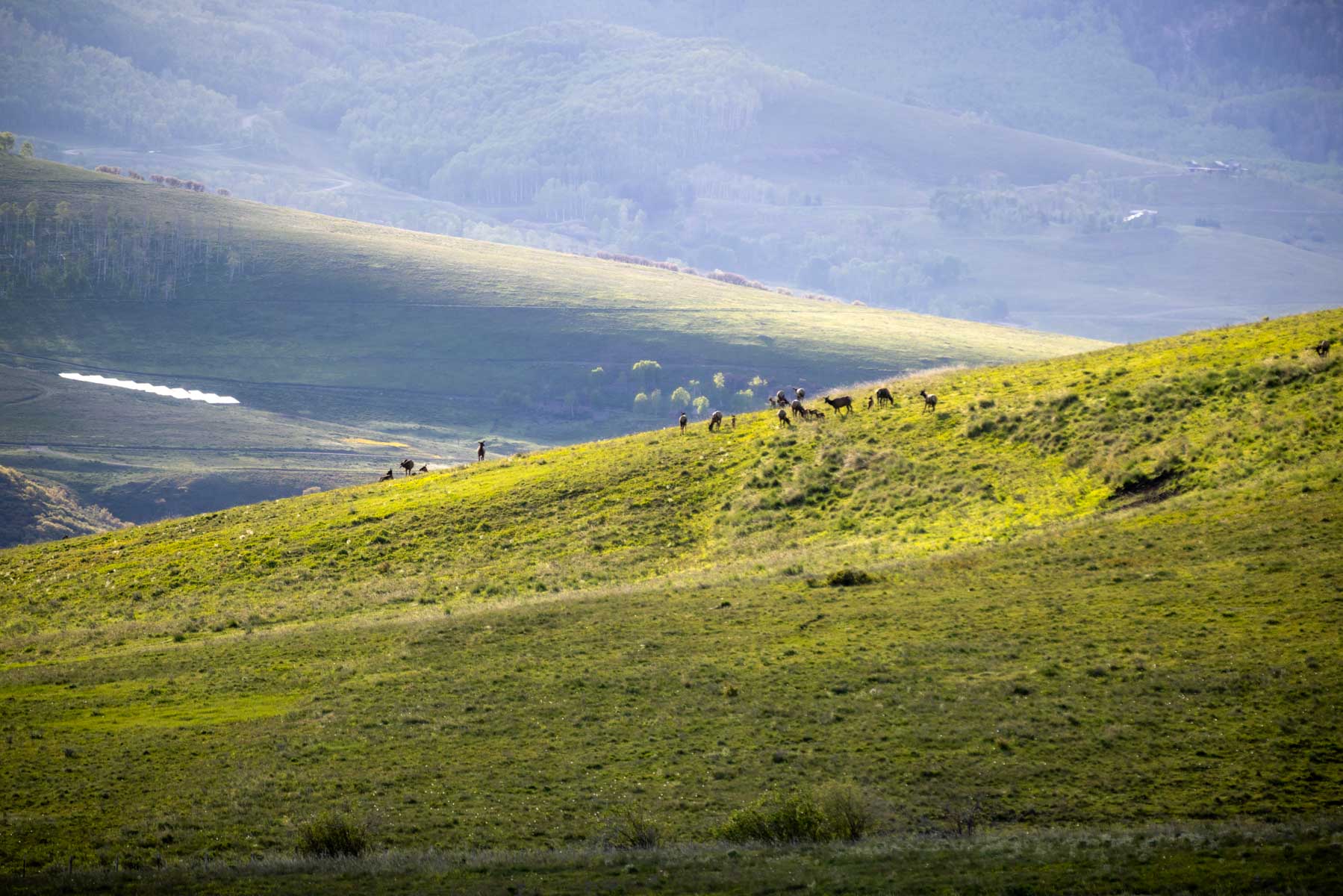 Homewood Ranch - For Sale - Colorado - Hall and Hall