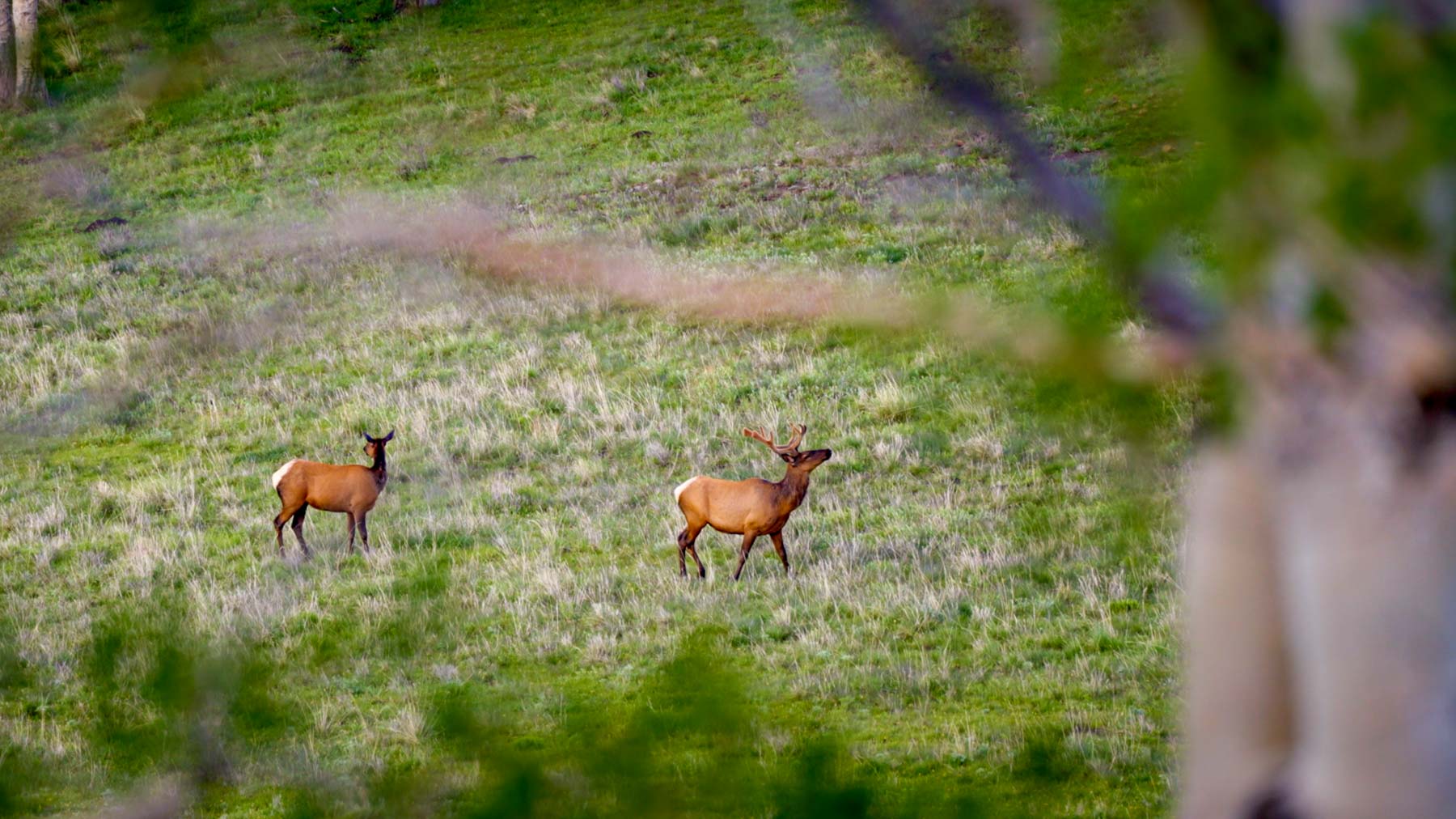 Homewood Ranch - For Sale - Colorado - Hall and Hall