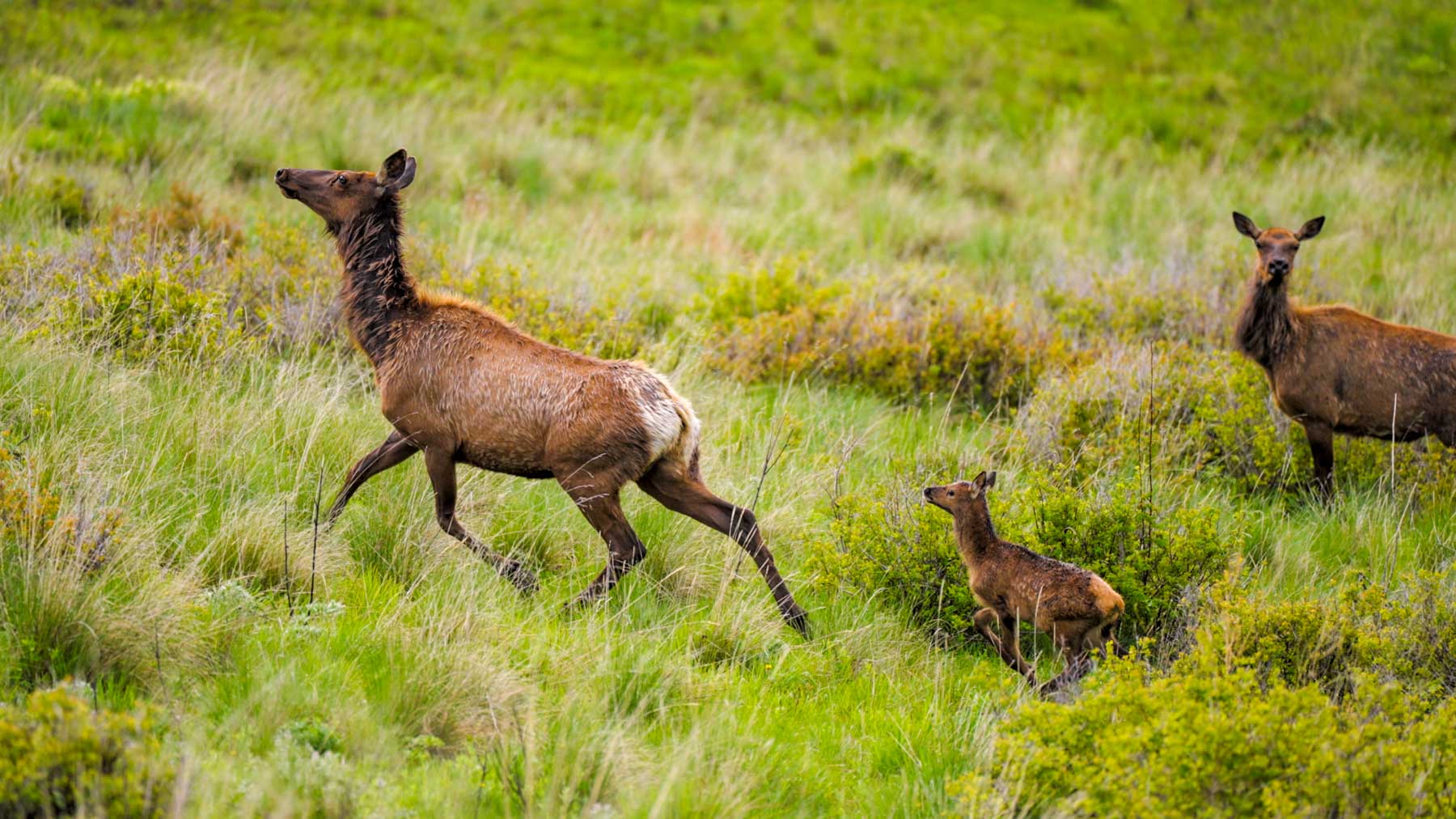 Homewood Ranch - For Sale - Colorado - Hall and Hall