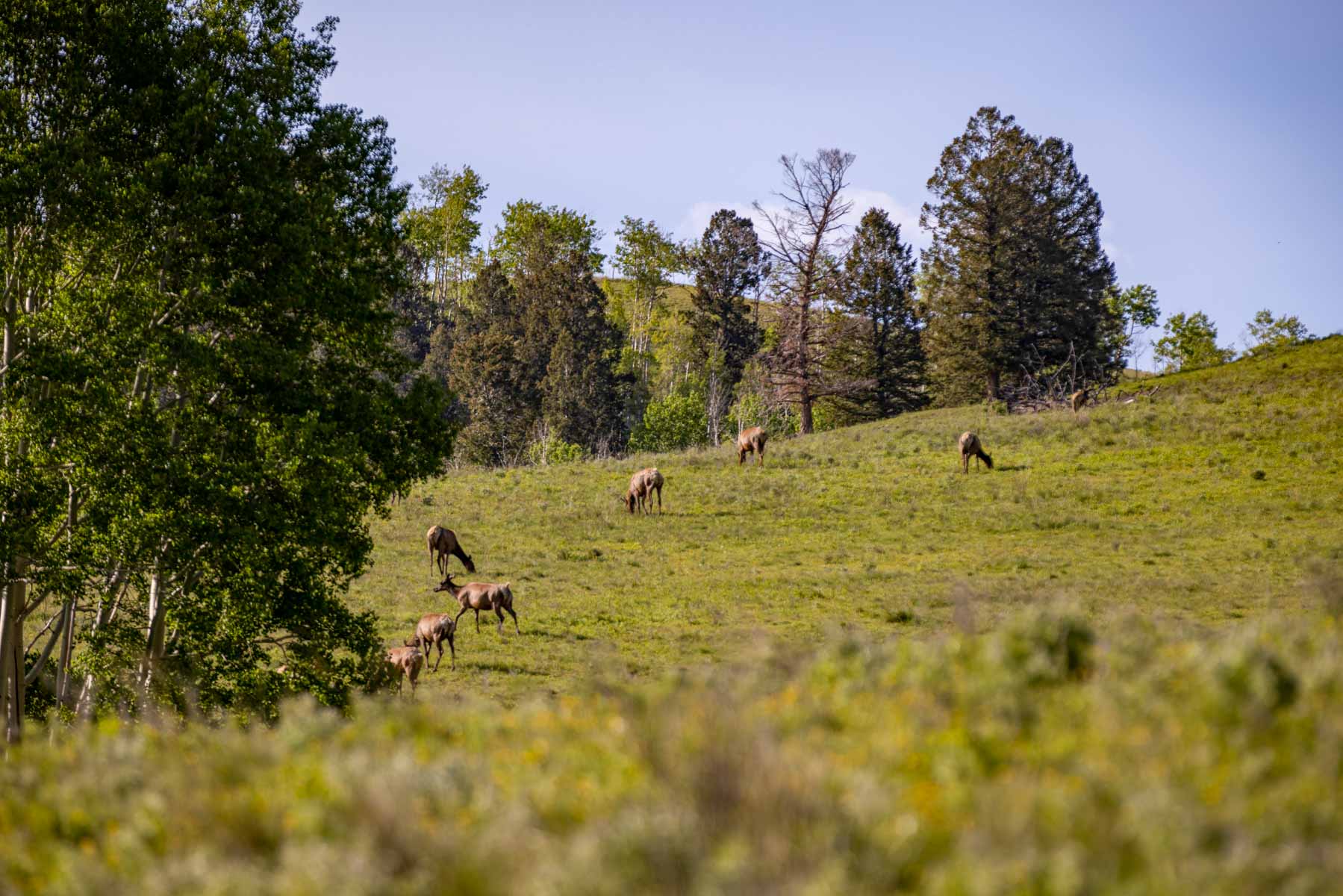 Homewood Ranch - For Sale - Colorado - Hall and Hall