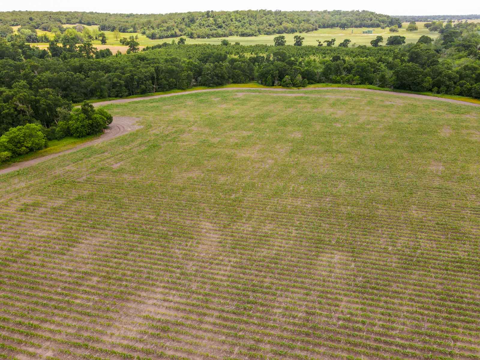 Clay Farm 233 - Sold - Texas - Hall and Hall