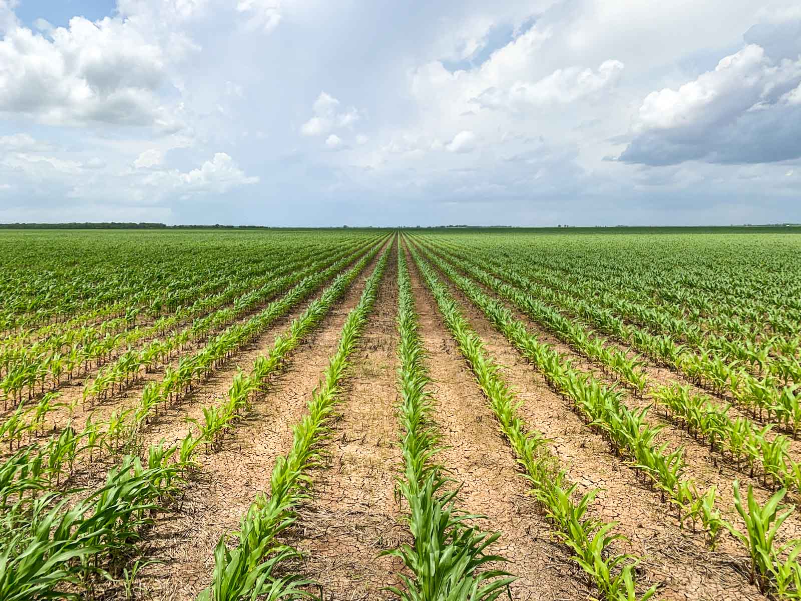 Clay Farm 233 - Sold - Texas - Hall and Hall