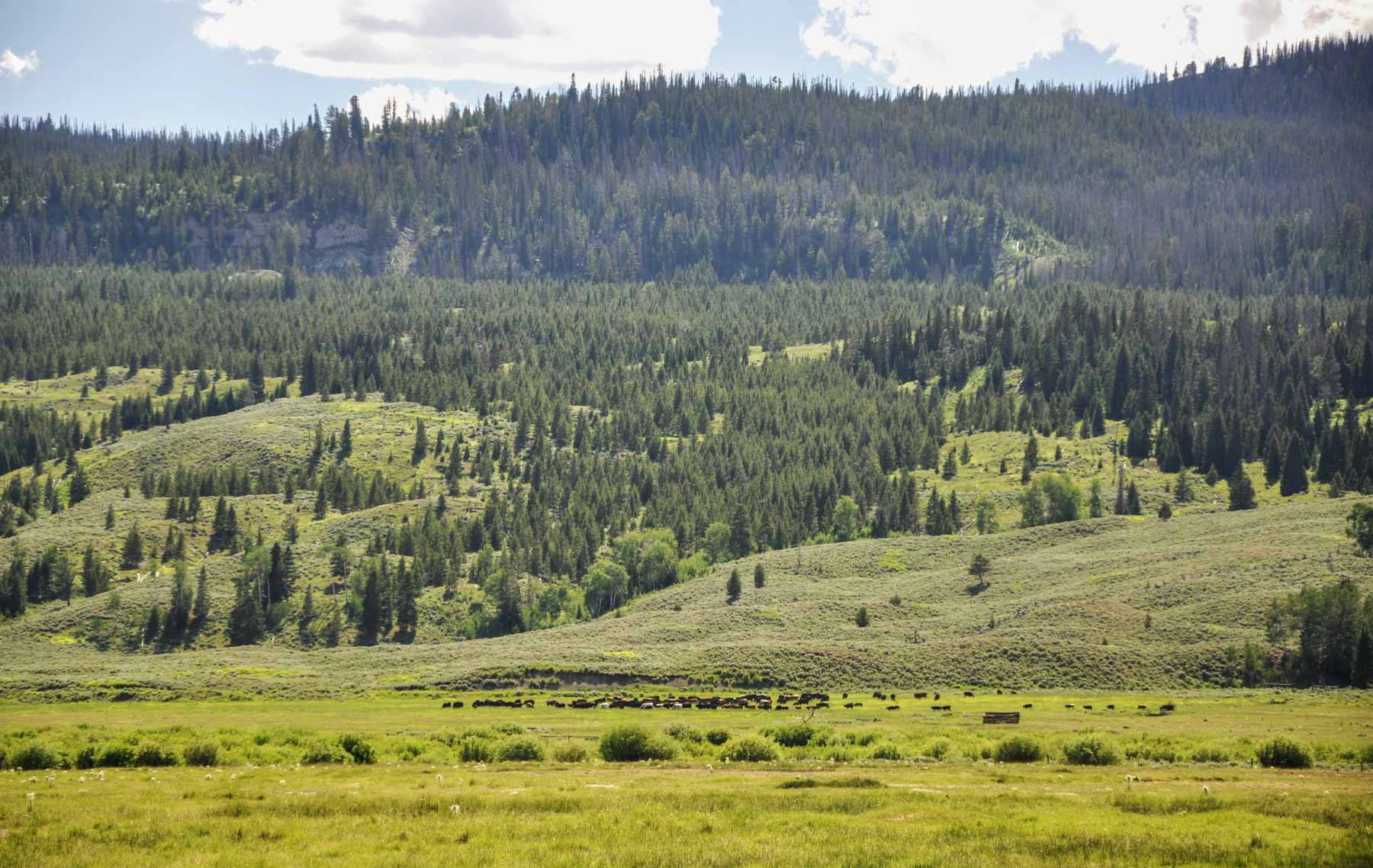 Diamond G Ranch - Sold - Wyoming - Hall and Hall