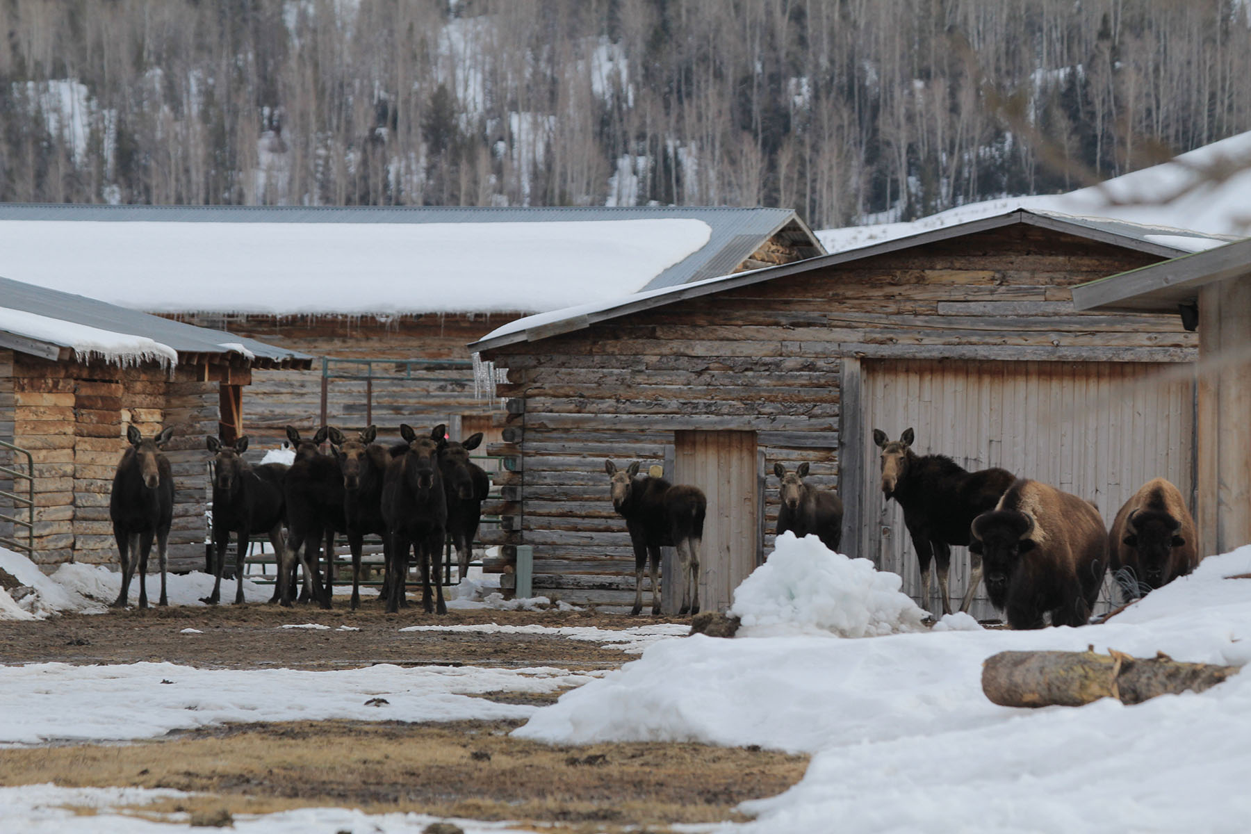 Diamond G Ranch - Sold - Wyoming - Hall and Hall