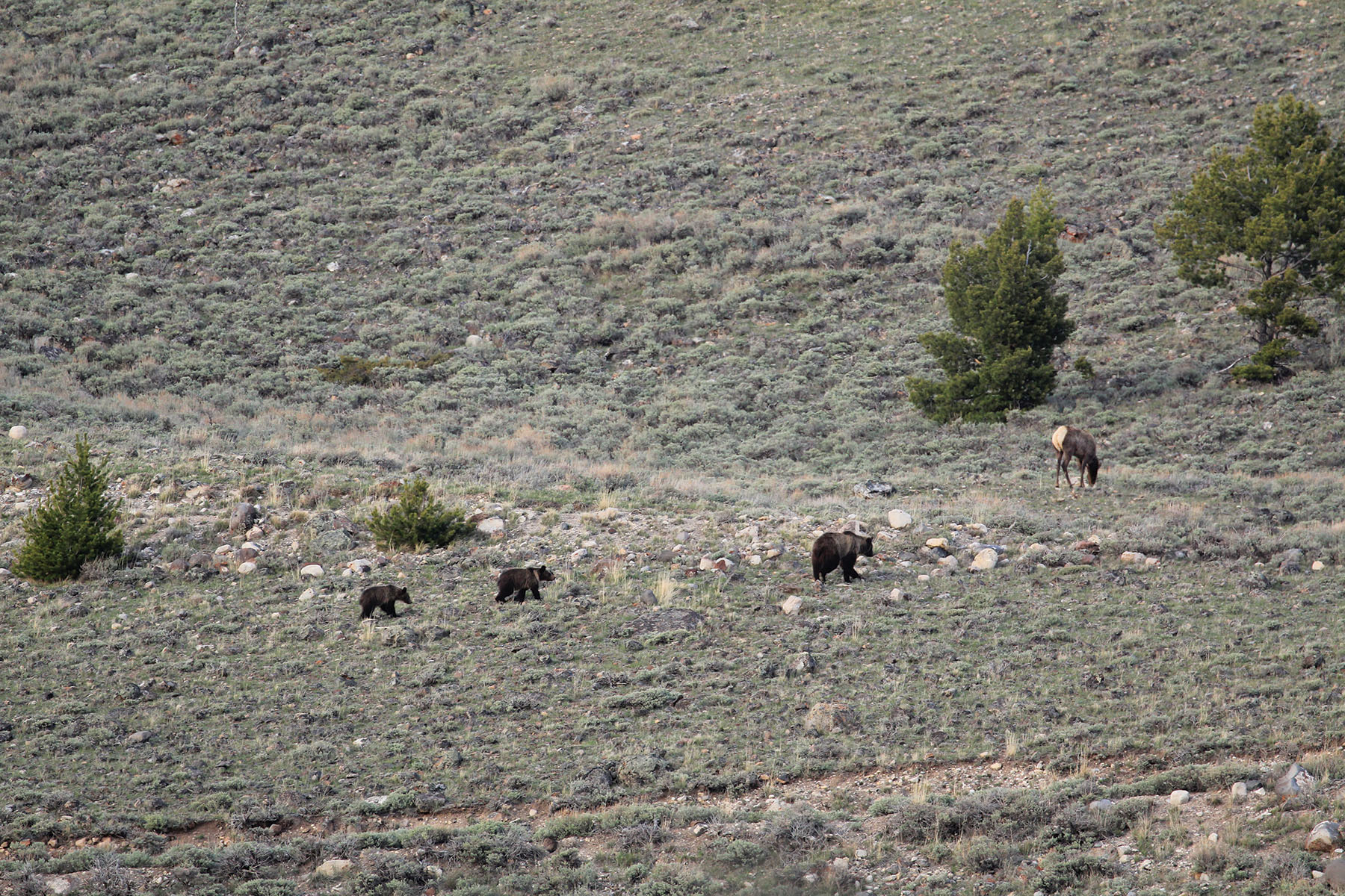 Diamond G Ranch - Sold - Wyoming - Hall and Hall