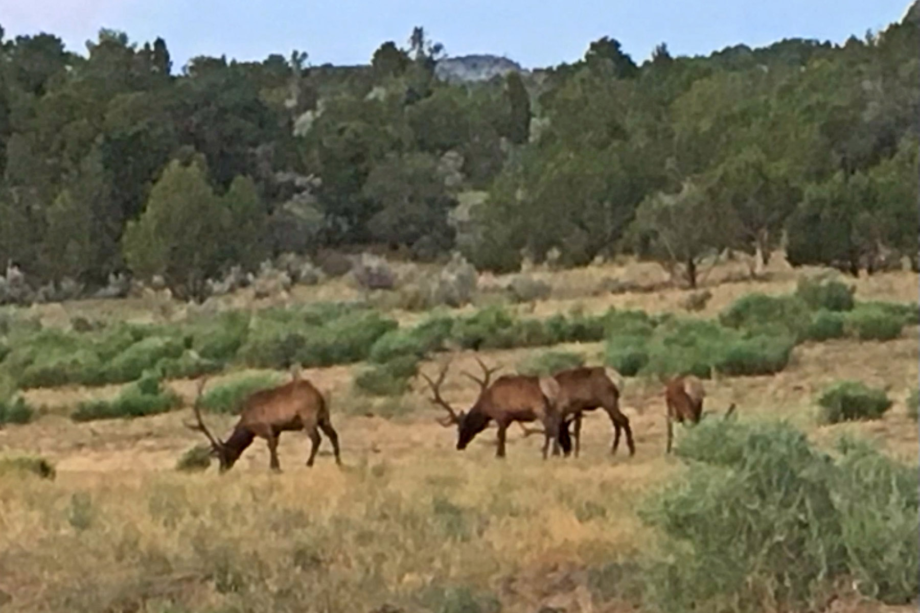 Three Springs Ranch - Sold - Colorado - Hall and Hall