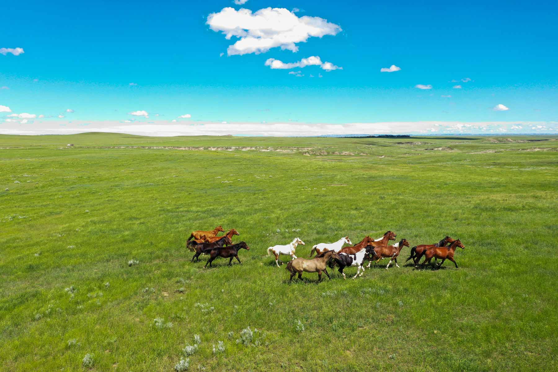 ZX Ranch - Sold - South Dakota - Hall and Hall