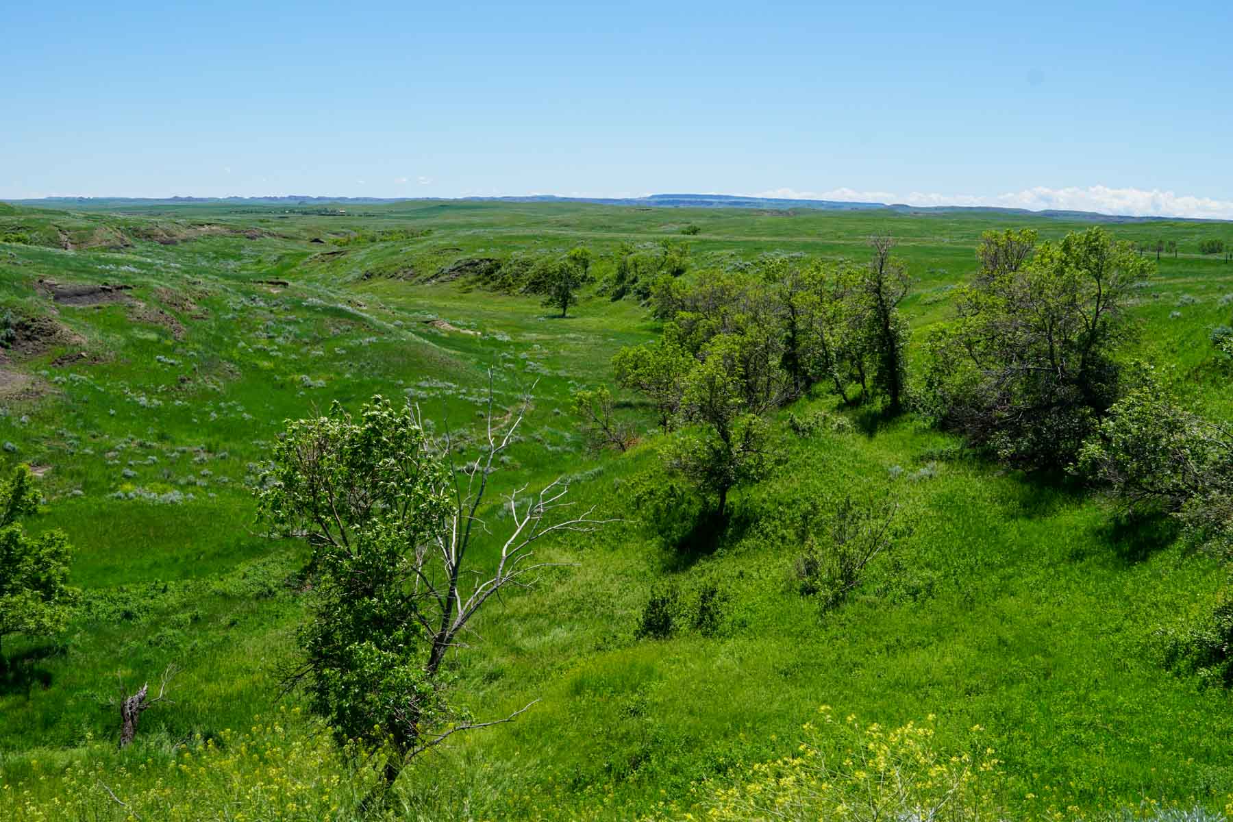 ZX Ranch - Sold - South Dakota - Hall and Hall