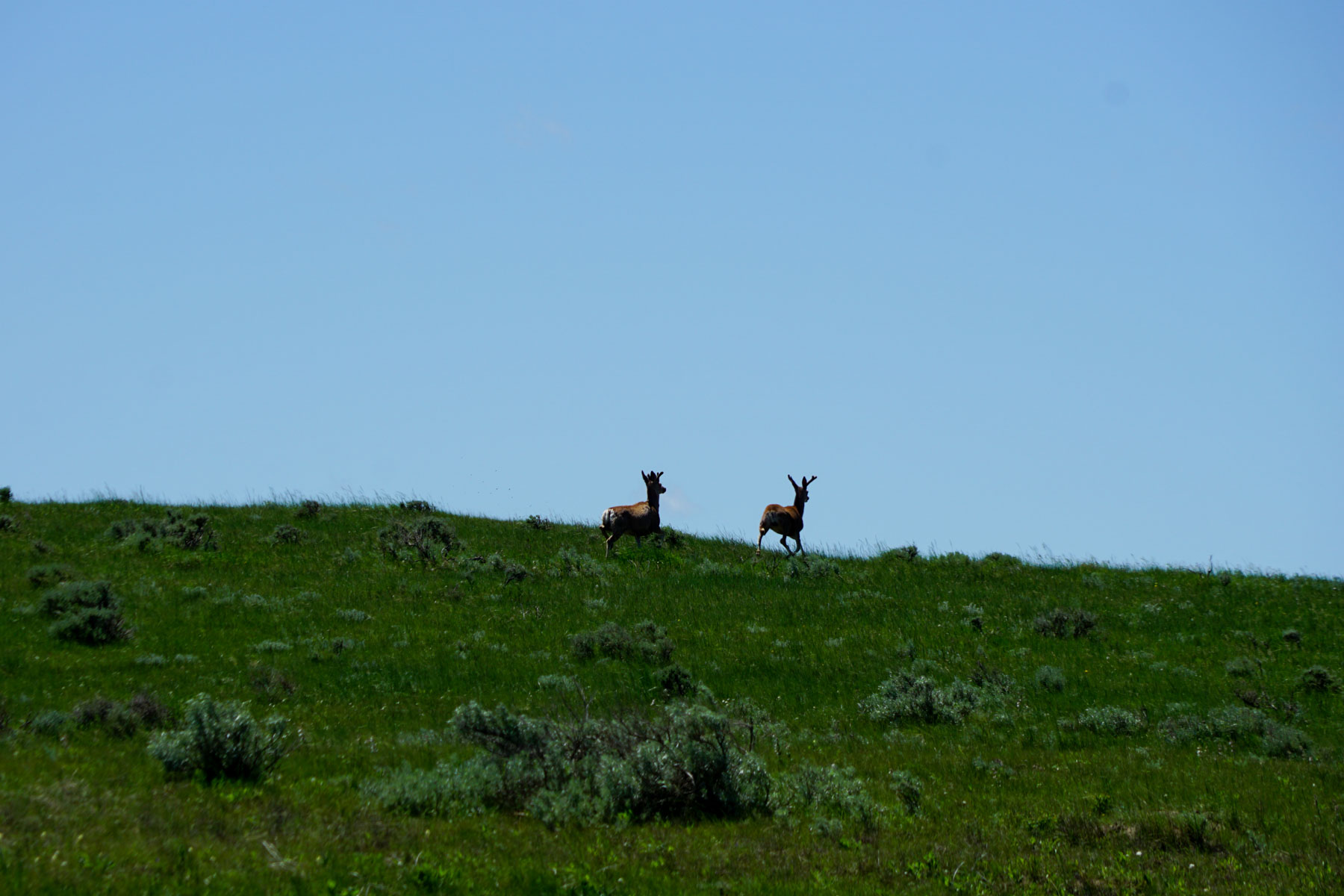 ZX Ranch - Sold - South Dakota - Hall and Hall