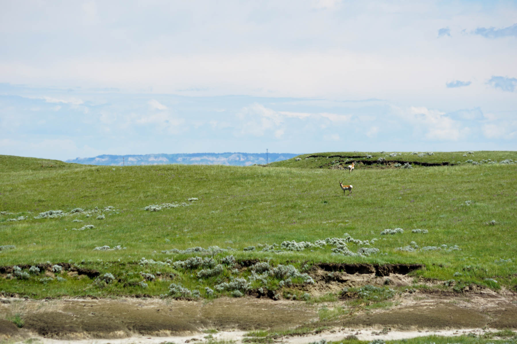 ZX Ranch - Sold - South Dakota - Hall and Hall