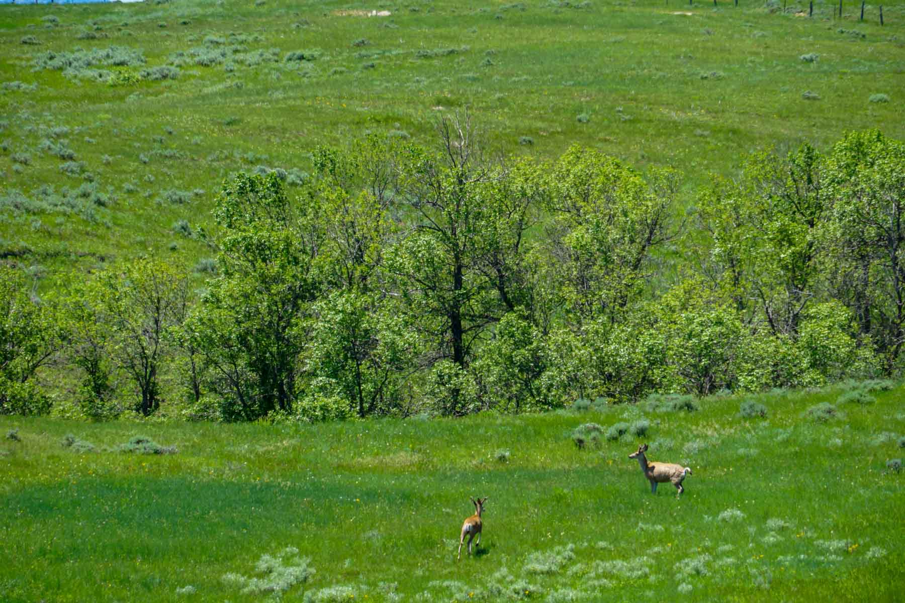 ZX Ranch - Sold - South Dakota - Hall and Hall