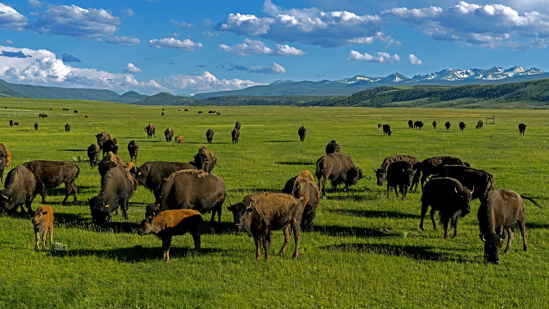 Diamond Tail Ranch - Sold - Colorado - Hall and Hall