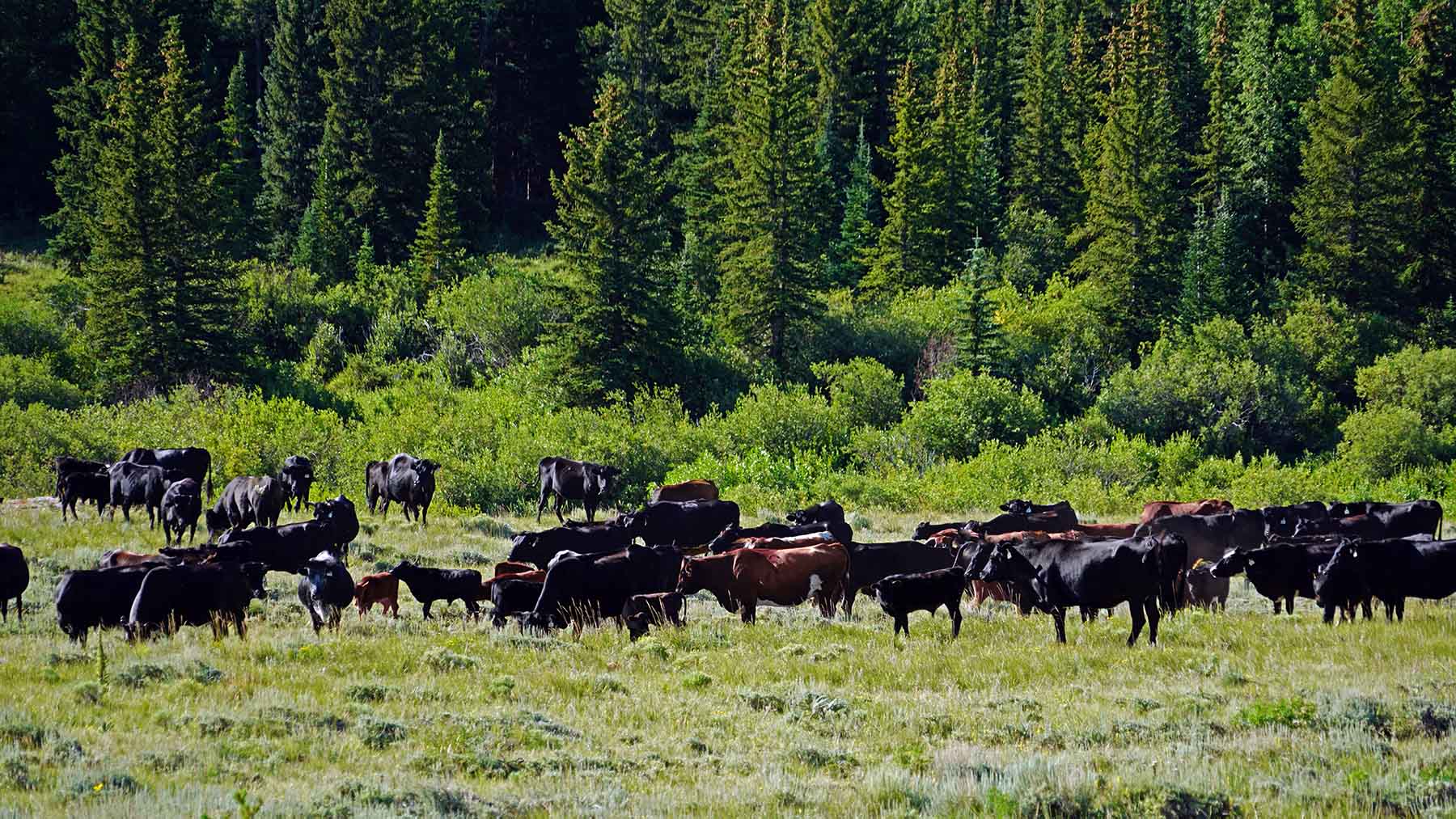 Diamond Tail Ranch - Sold - Colorado - Hall and Hall