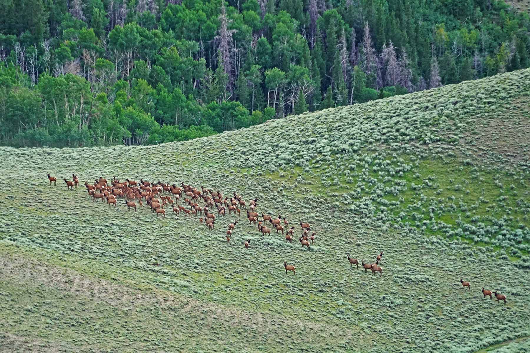 Diamond Tail Ranch - Sold - Colorado - Hall and Hall