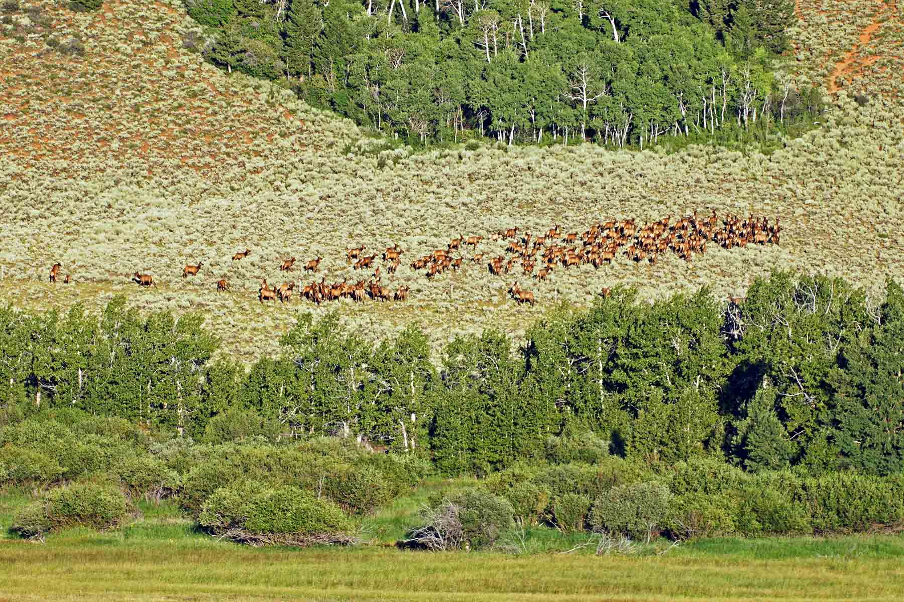 Diamond Tail Ranch - Sold - Colorado - Hall and Hall